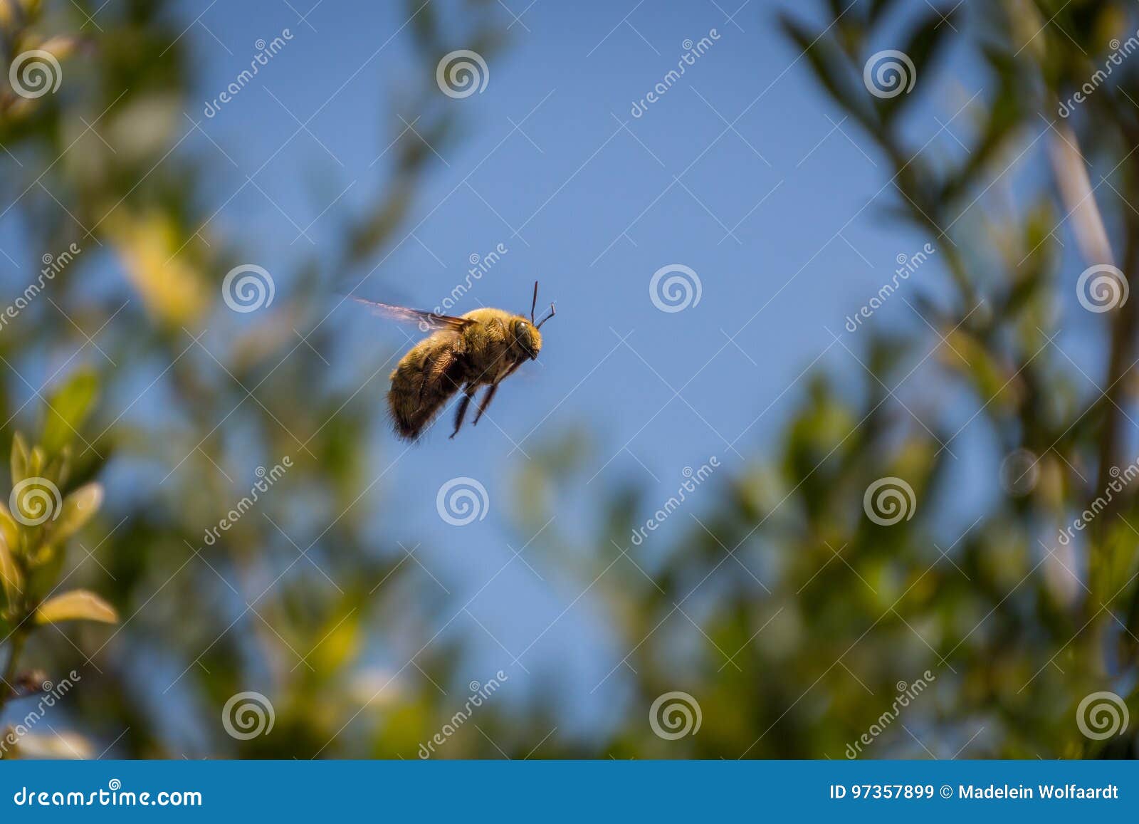 Bumble Bee Flying in the Air Stock Image - Image of bumble, plants ...