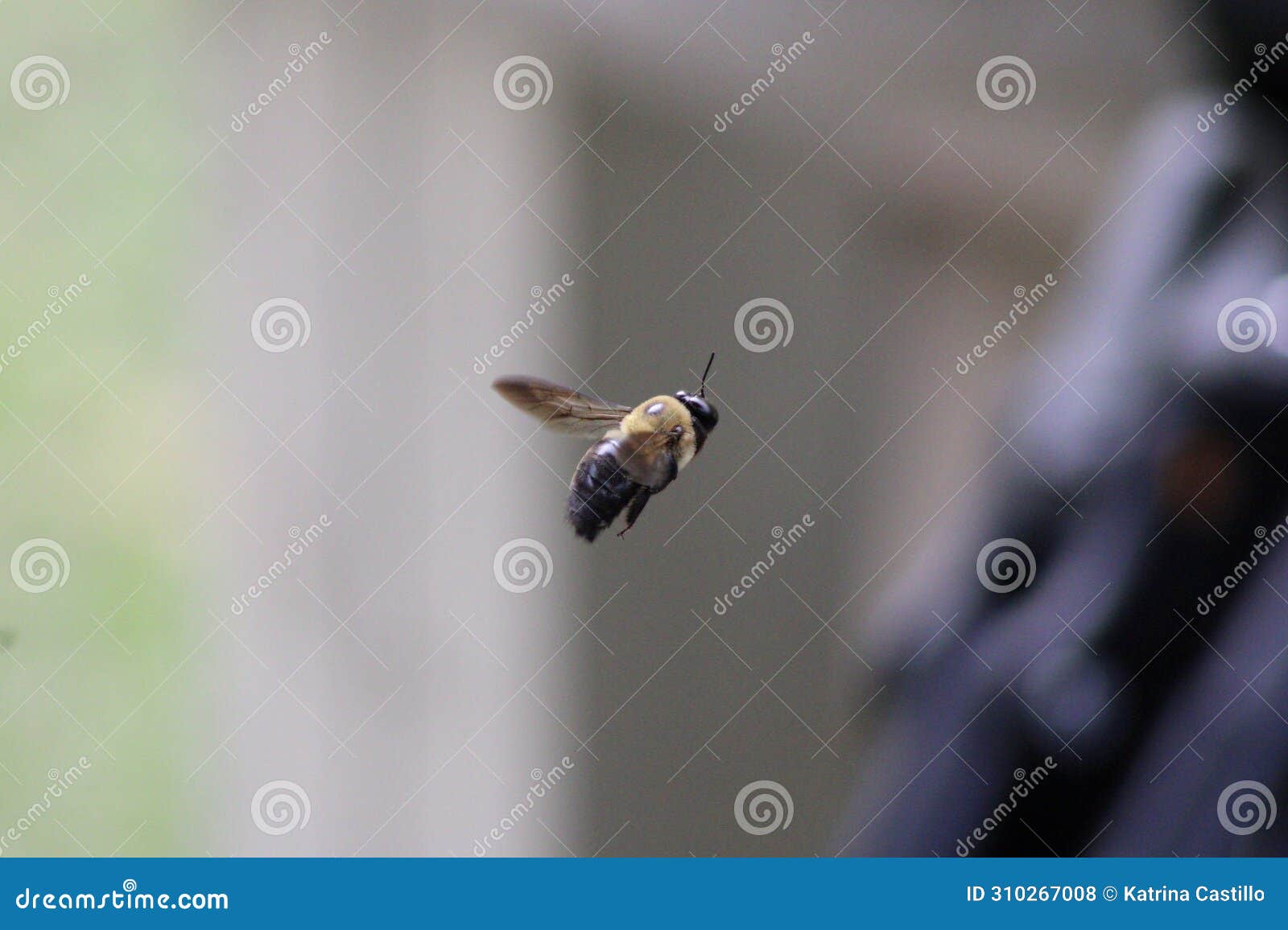 Bumble bee flying around stock photo. Image of bumble - 310267008