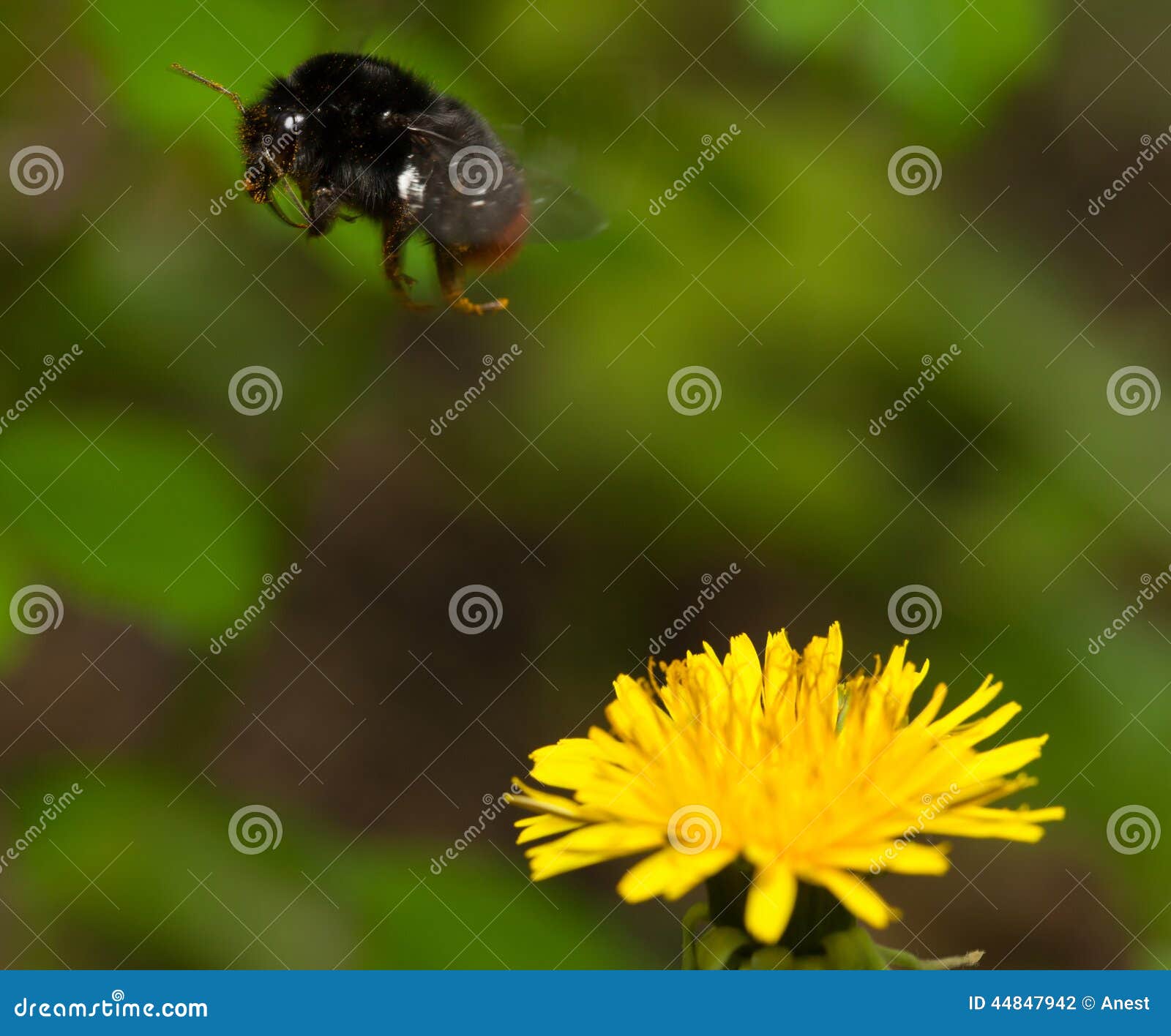 Bumble Bee Flying from Flower Stock Photo - Image of environment ...