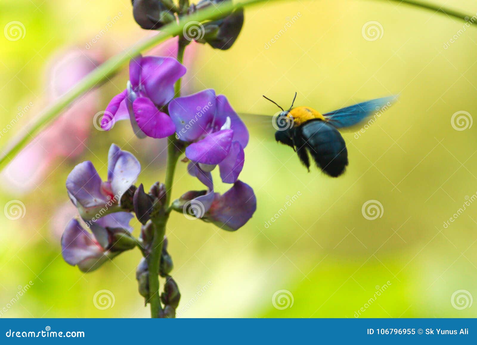 Bumble bee flying stock image. Image of autumn, flying - 106796955