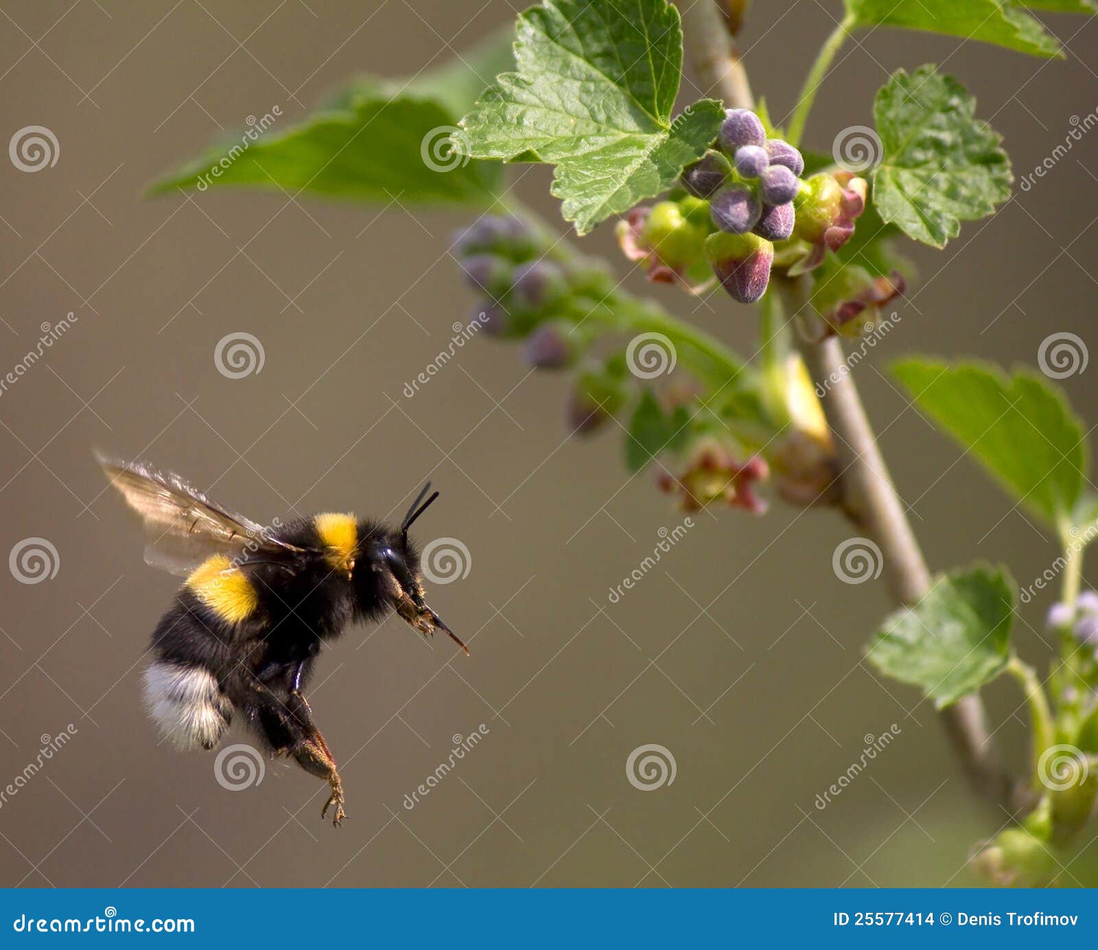 Bumble Bee Flying To Flower Stock Photo - Image of botany, black: 25577414