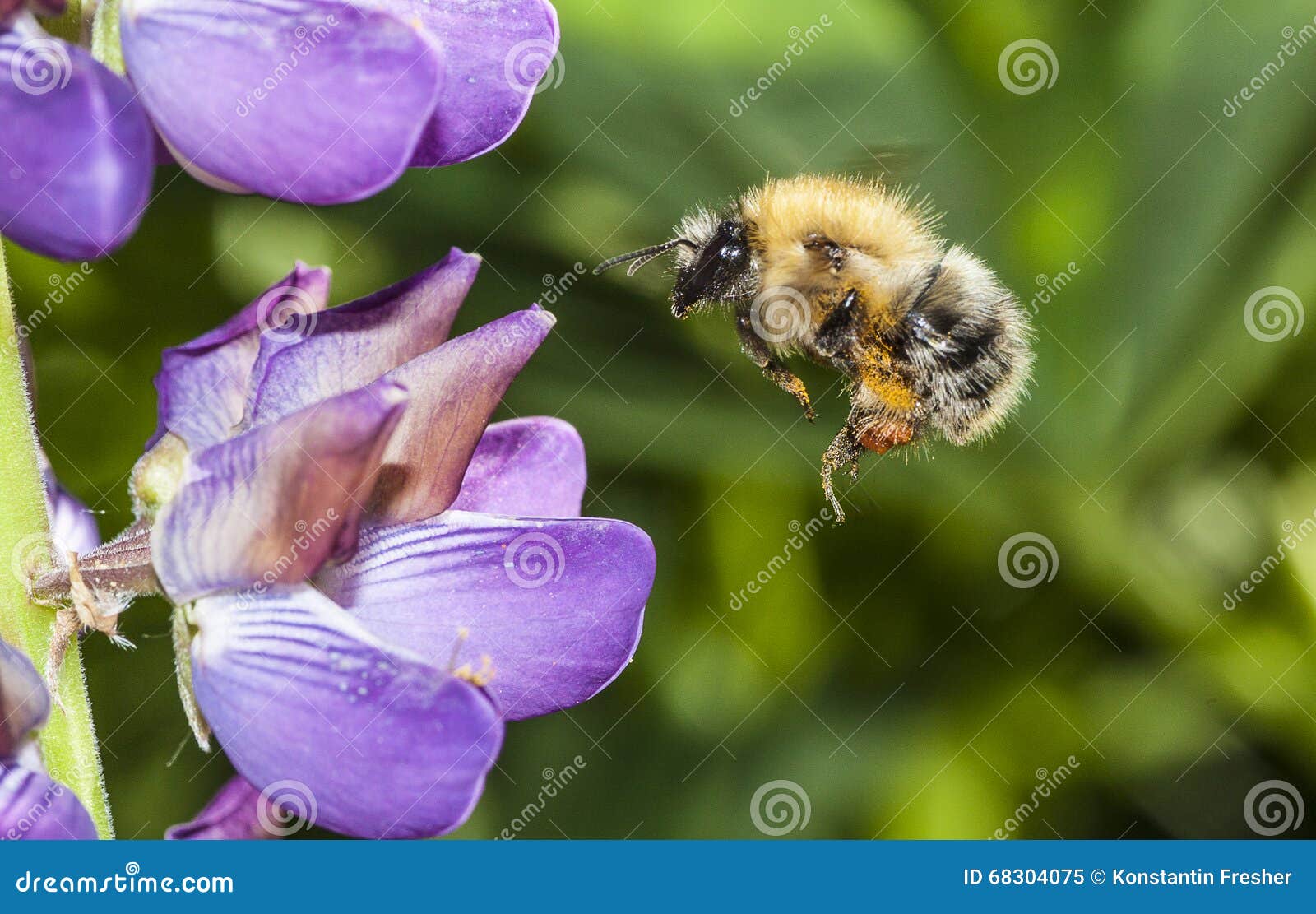 Bumble Bee Flying To Flower Stock Image - Image of feeding, beauty ...