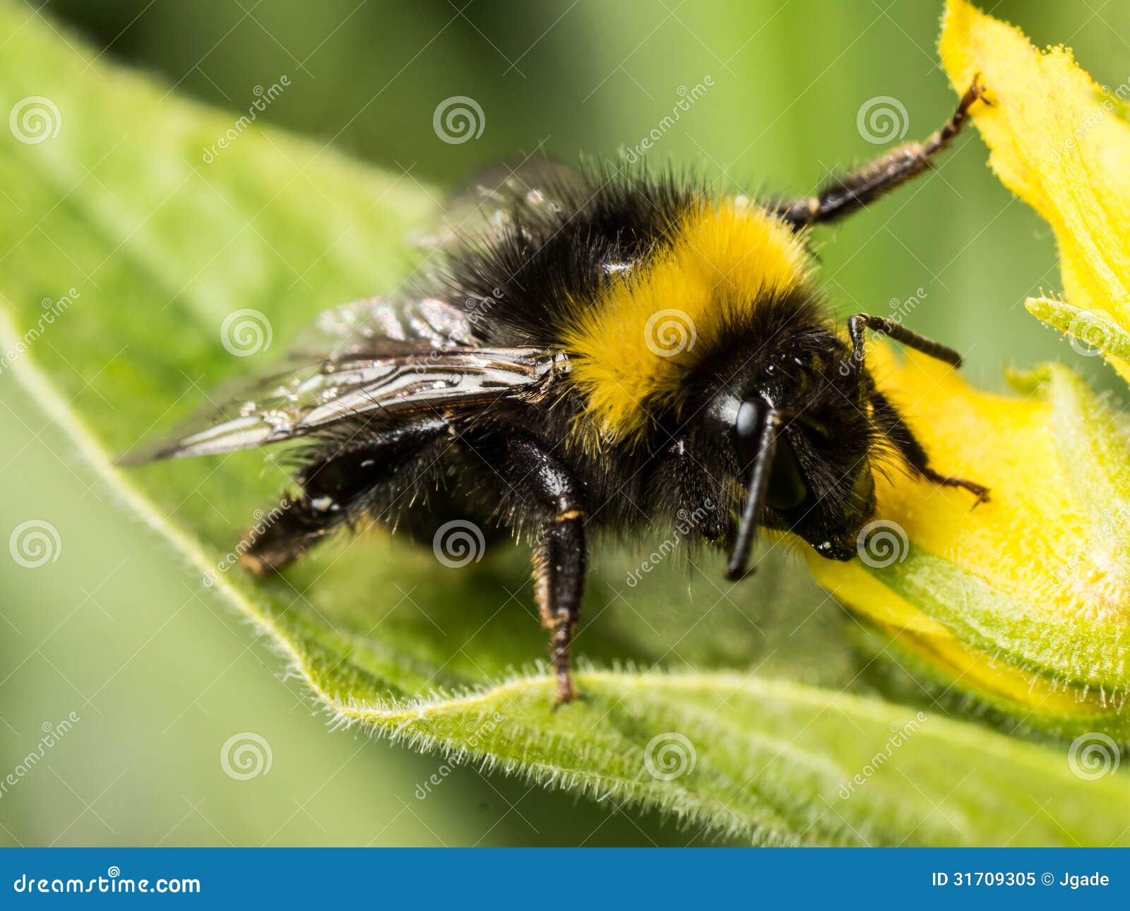 Bumble bee stock image. Image of leaf, pollination, close - 31709305