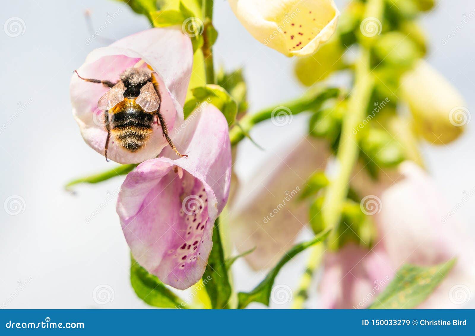 Bumble Bee Inside a Pink Foxglove Bloom Stock Image - Image of foxglove ...