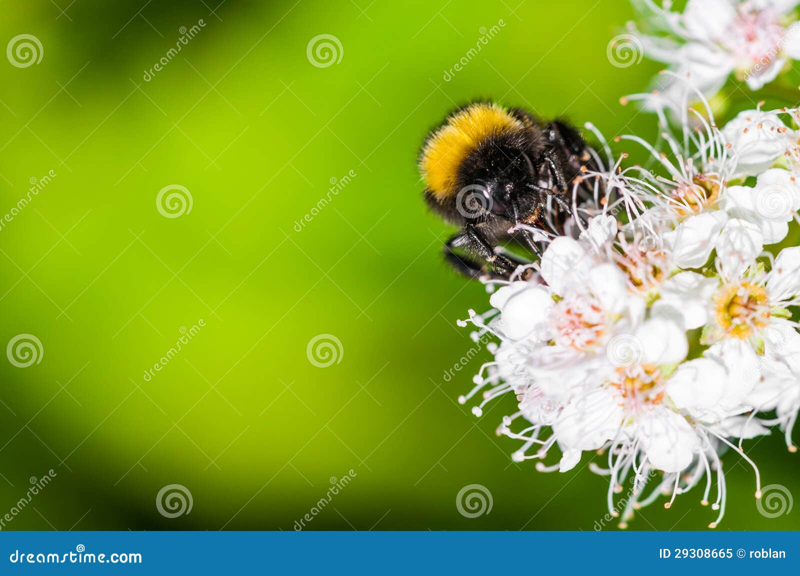 Bumble bee in June stock image. Image of calm, nature - 29308665