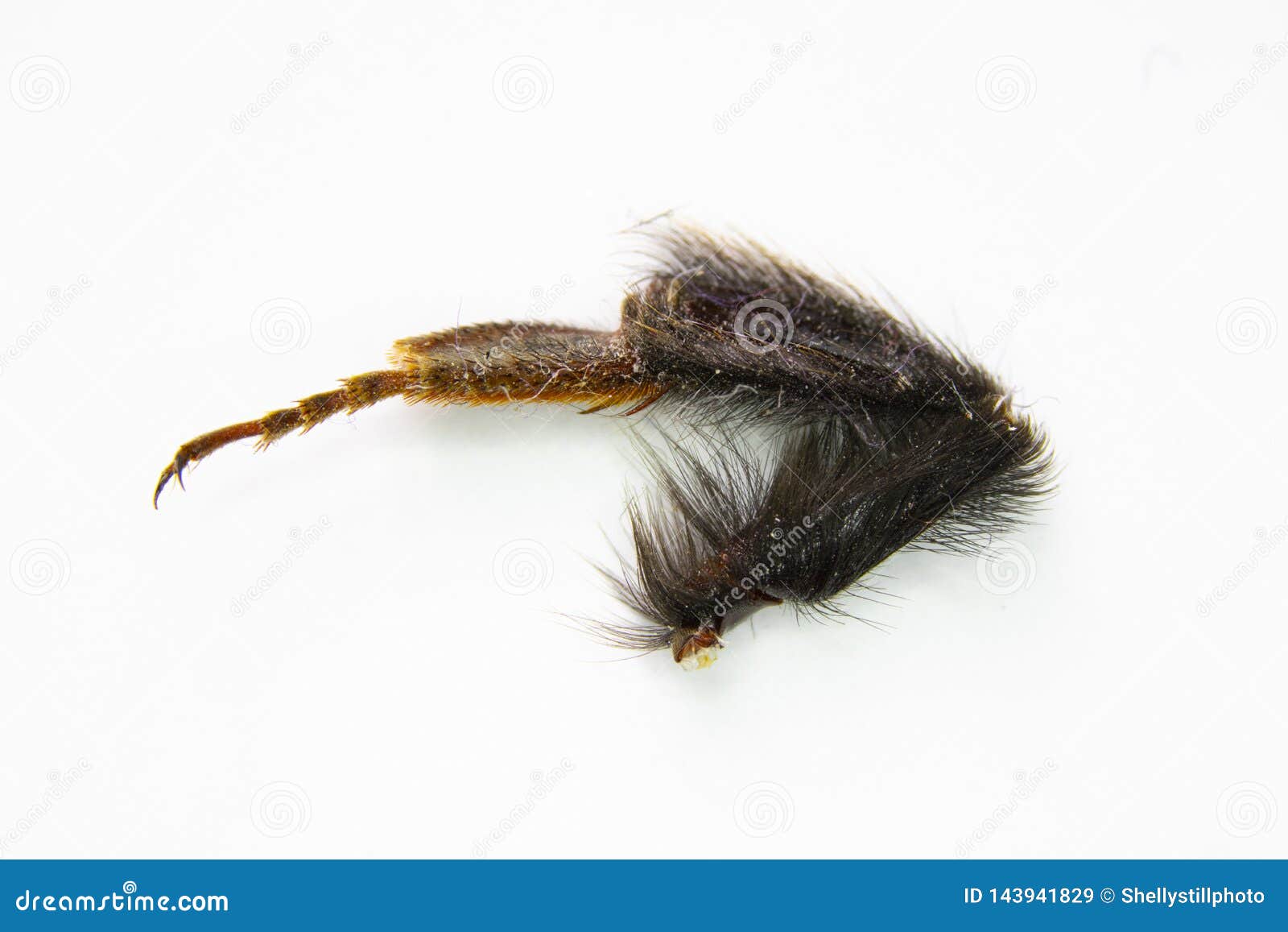 Bumble Bee Legs Feet on White Background Stock Image - Image of ...