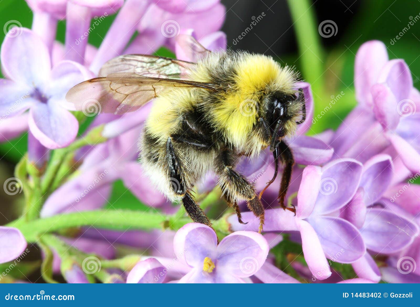Bumble Bee Macro stock photo. Image of nature, bumblebee - 14483402
