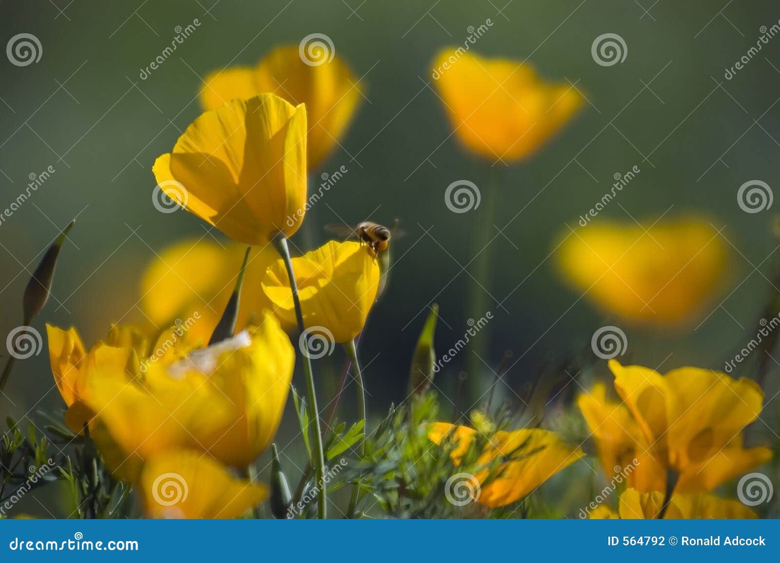 Bumble Bee and Mexican Golden Poppy Stock Photo - Image of polination ...