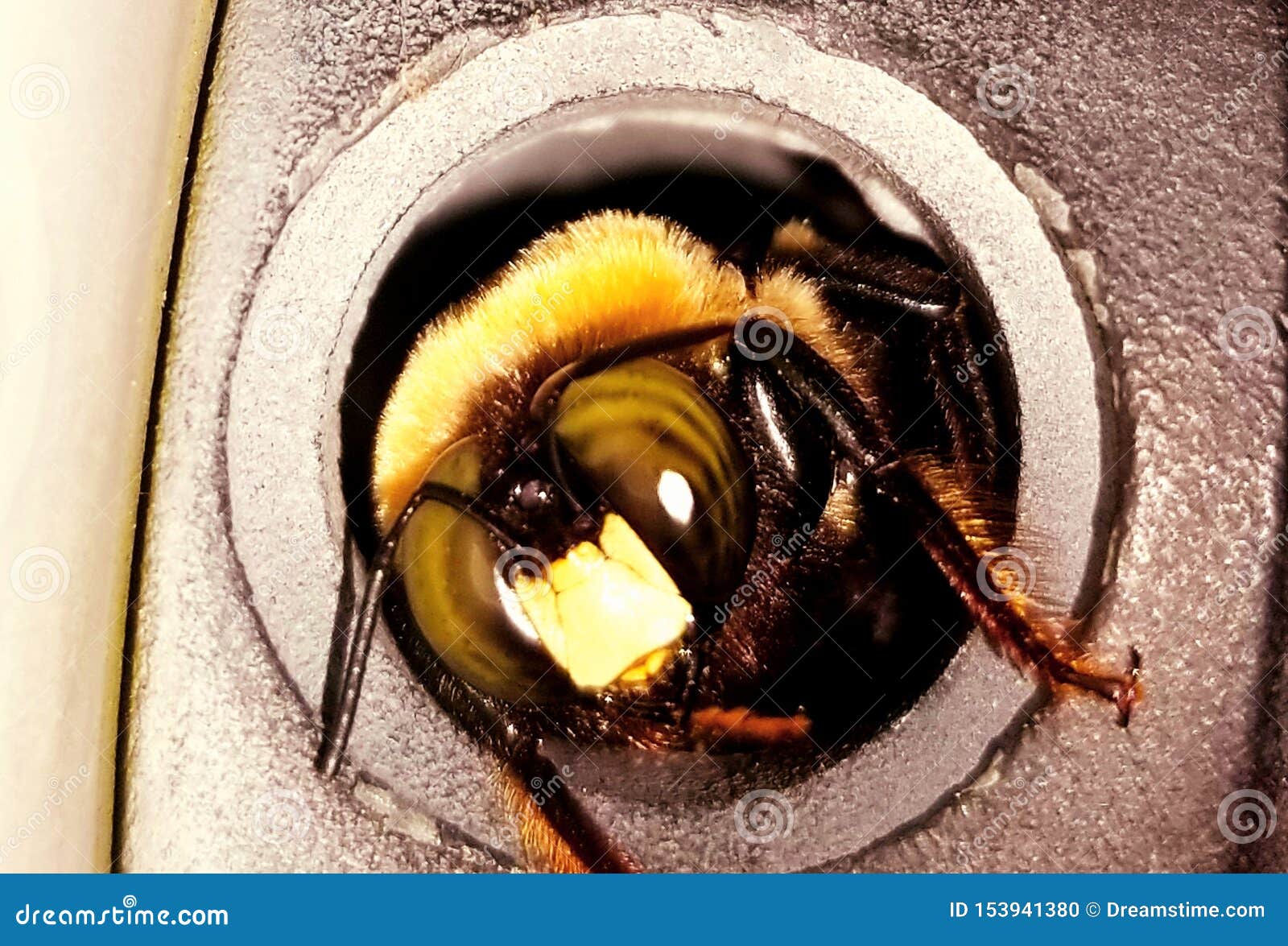 Bumble bee stock photo. Image of closeup, flying, night - 153941380