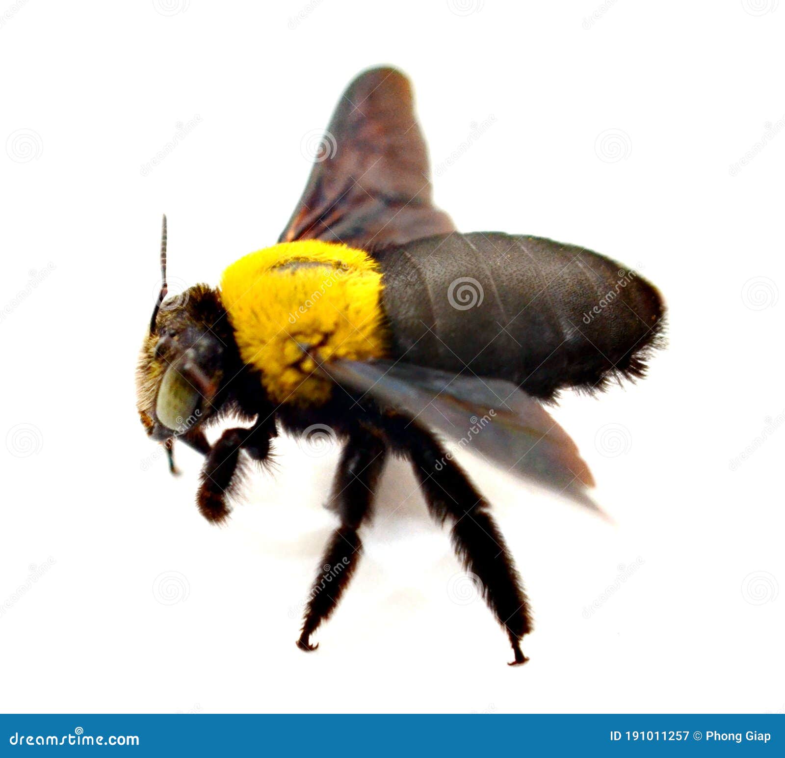 Bumble Bee with Open Wings. Stock Illustration - Illustration of stripe ...