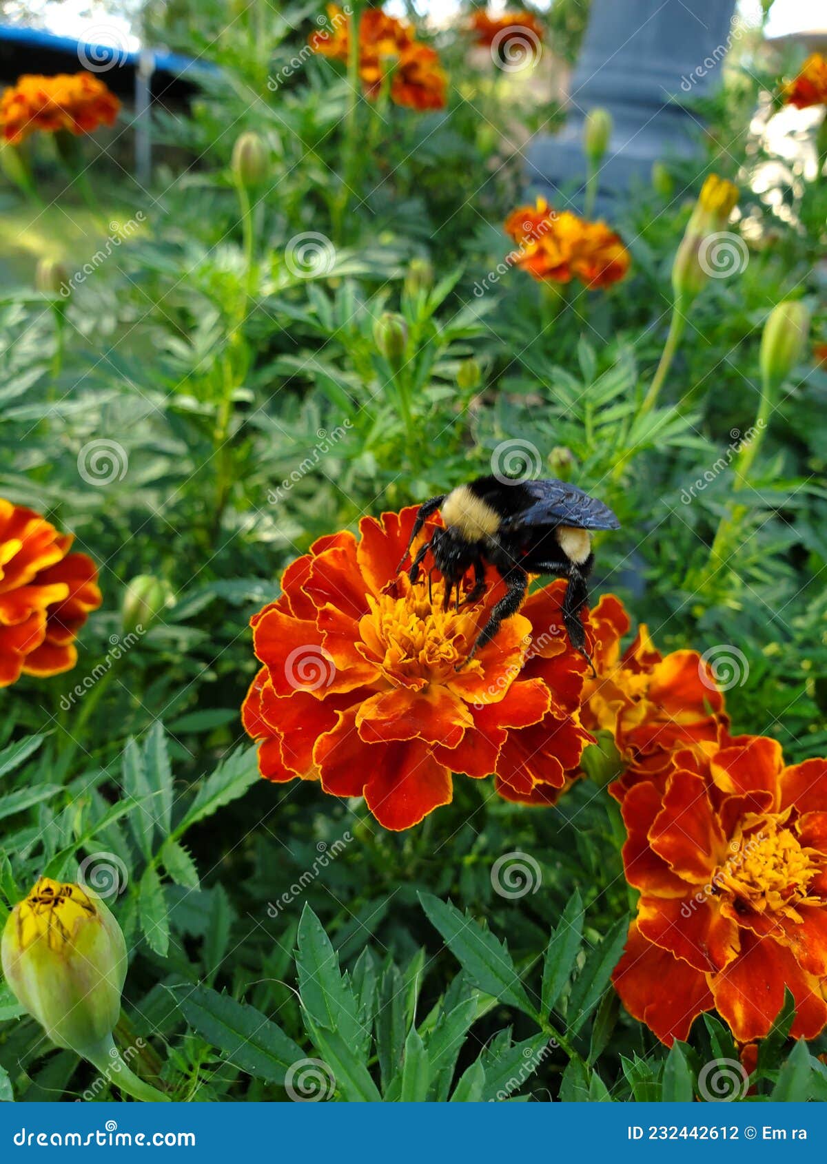 Bumble Bee on Orange Marigold Stock Photo - Image of nature, flower ...