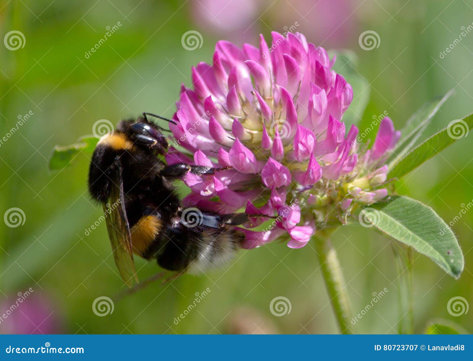 Bumble bee on pink clover stock image. Image of pollen - 80723707