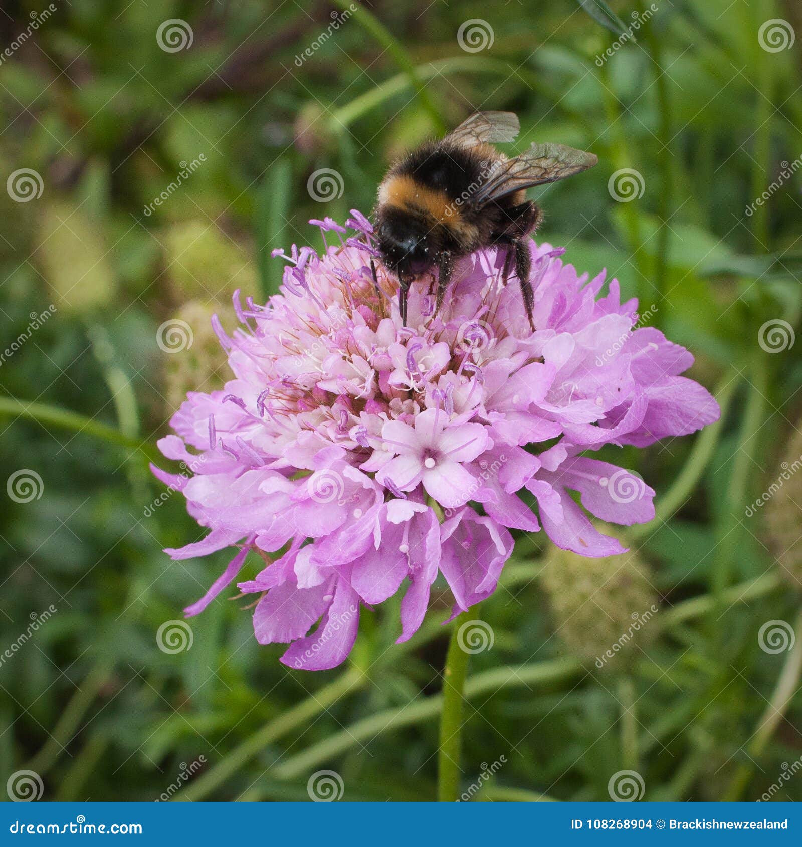 Bumble bee stock photo. Image of feeding, life, wildflowers - 108268904