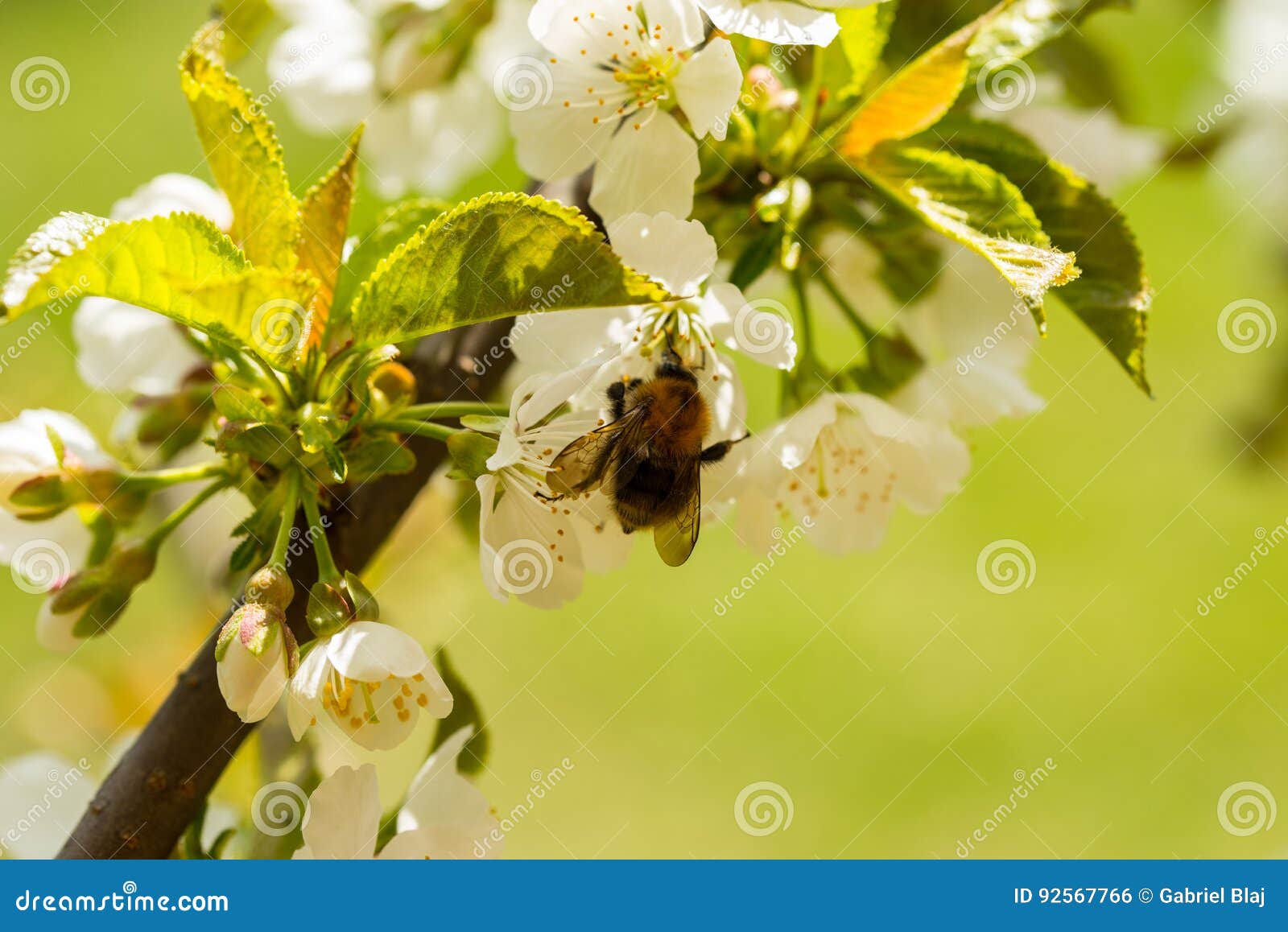 Bumble-bee Pollinate Cherry Flower Stock Photo - Image of leaf, april ...