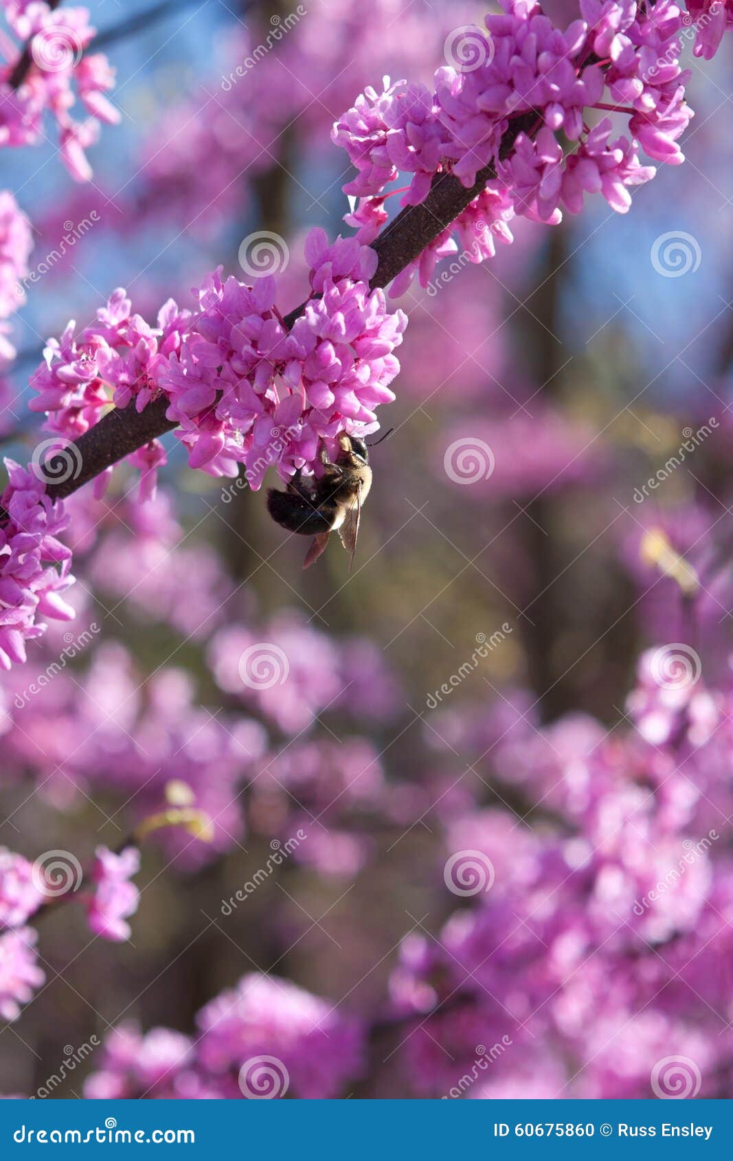 Bumble Bee Pollinates Pink Blossom on Eastern Redbud Tree Stock Photo ...