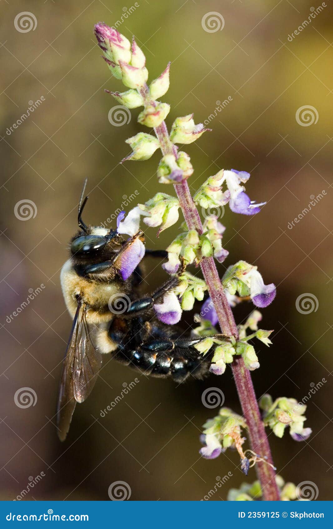 Bumble bee pollinating stock image. Image of petals, green - 2359125