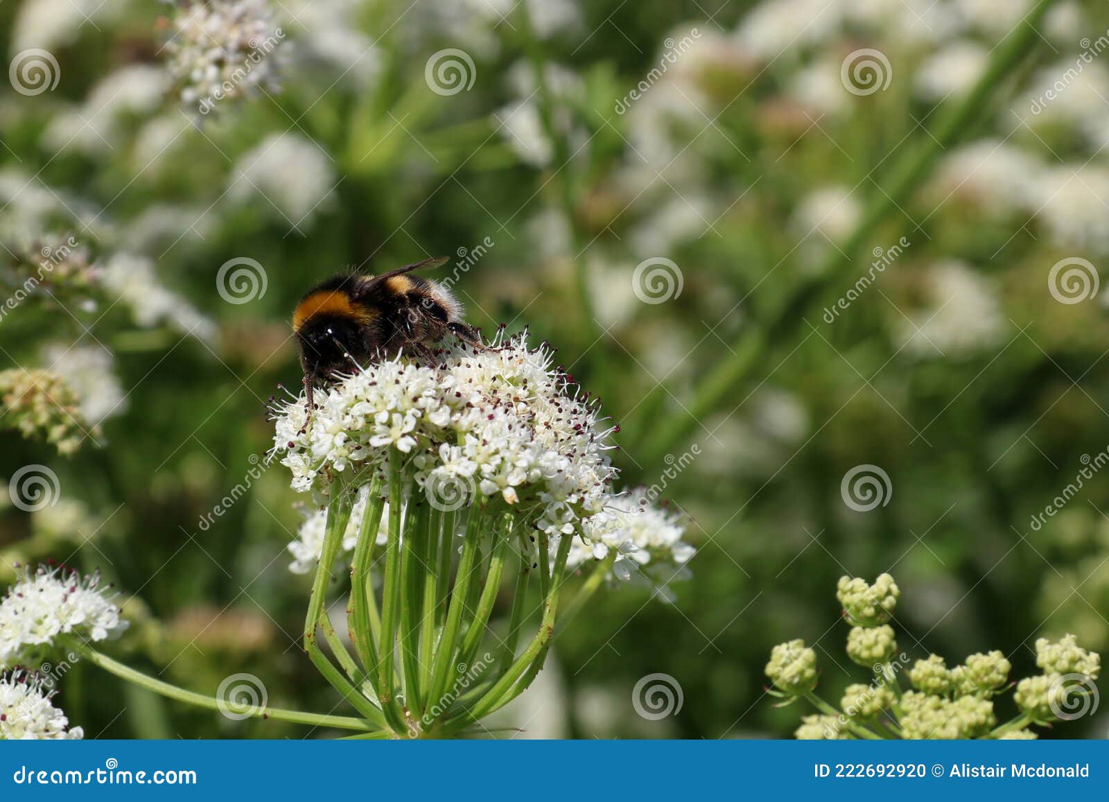 Bumble Bee Pollinating a Wild Flower in a Meadow Stock Photo - Image of ...