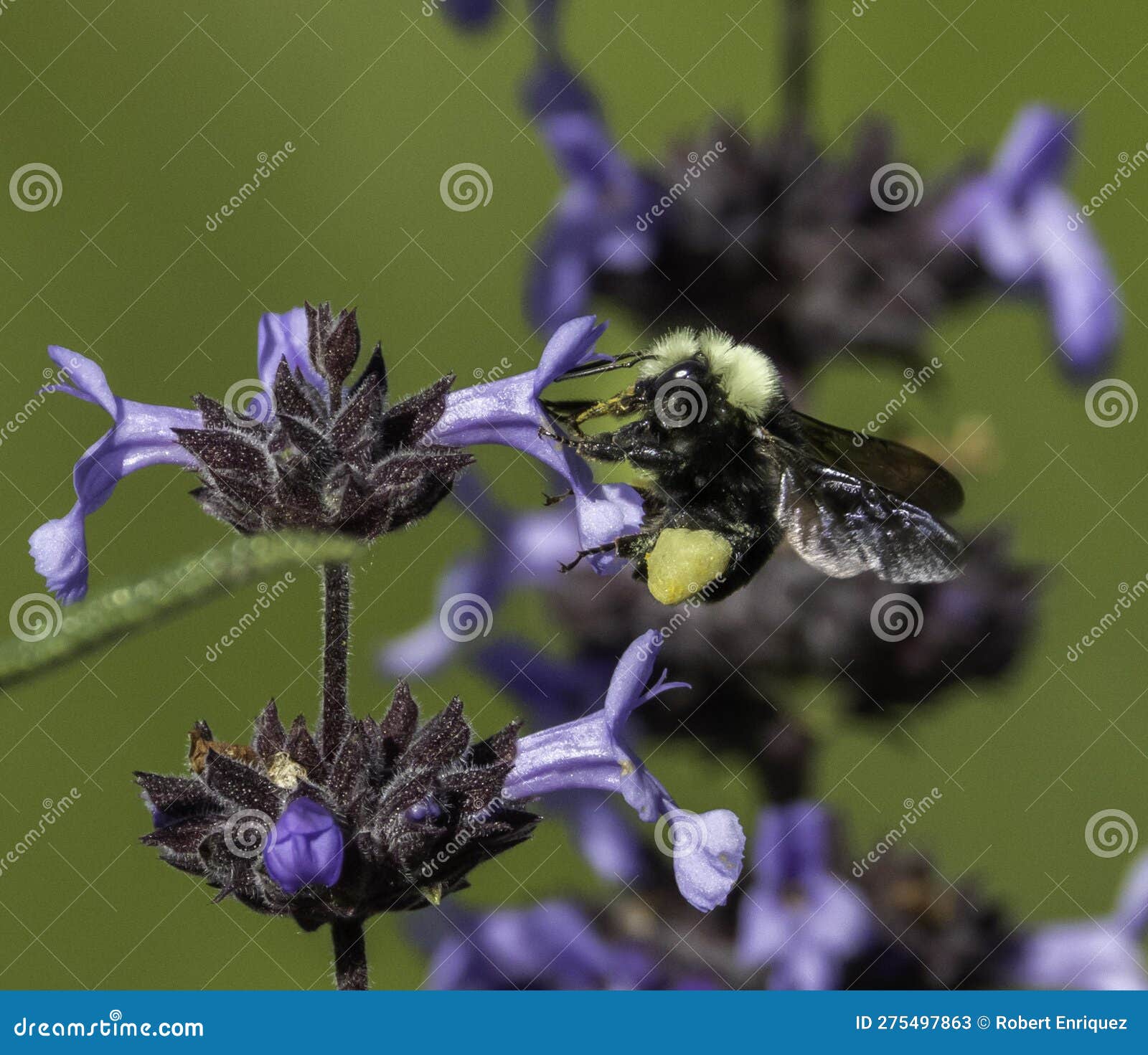 A Bumble Bee Pollinating Wild Flowers Stock Image - Image of plant ...