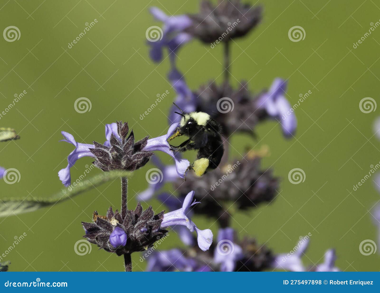 A Bumble Bee Pollinating Wild Flowers Stock Photo - Image of wildlife ...