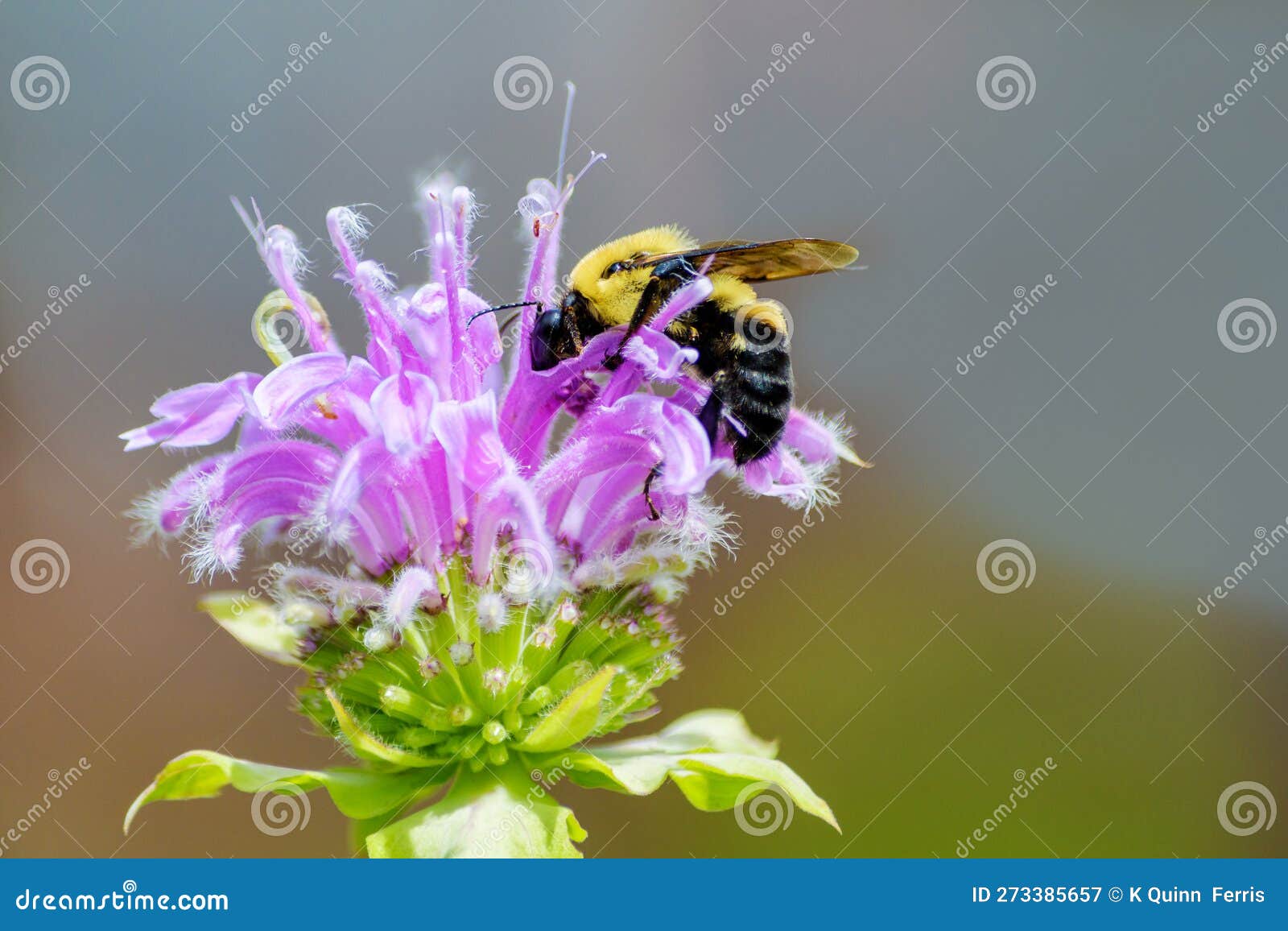 Bumble Bee on a Purple Bee Balm Flower Stock Image - Image of ...