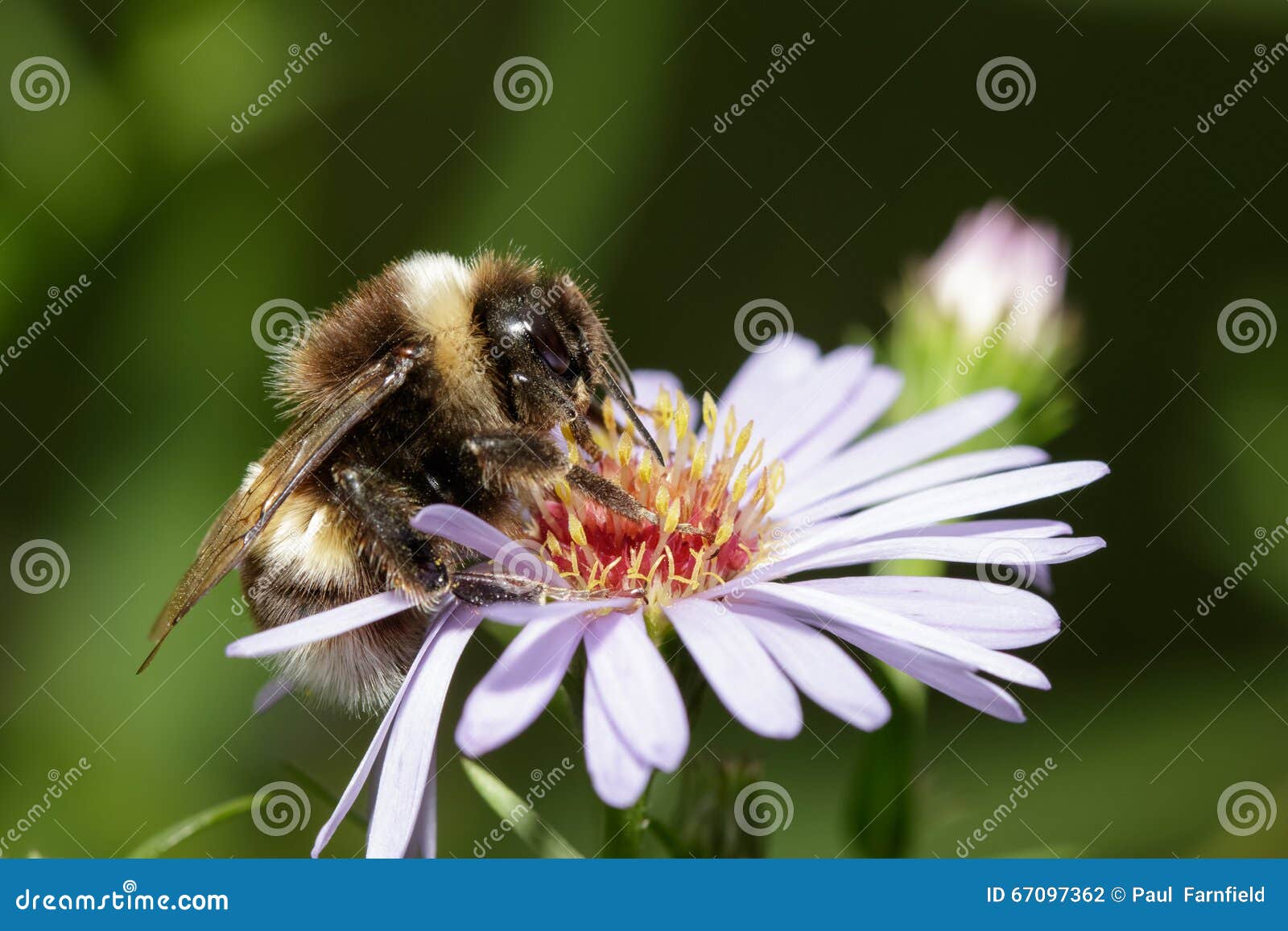 Bumble Bee on Purple Flower Stock Photo - Image of bombus, bumble: 67097362