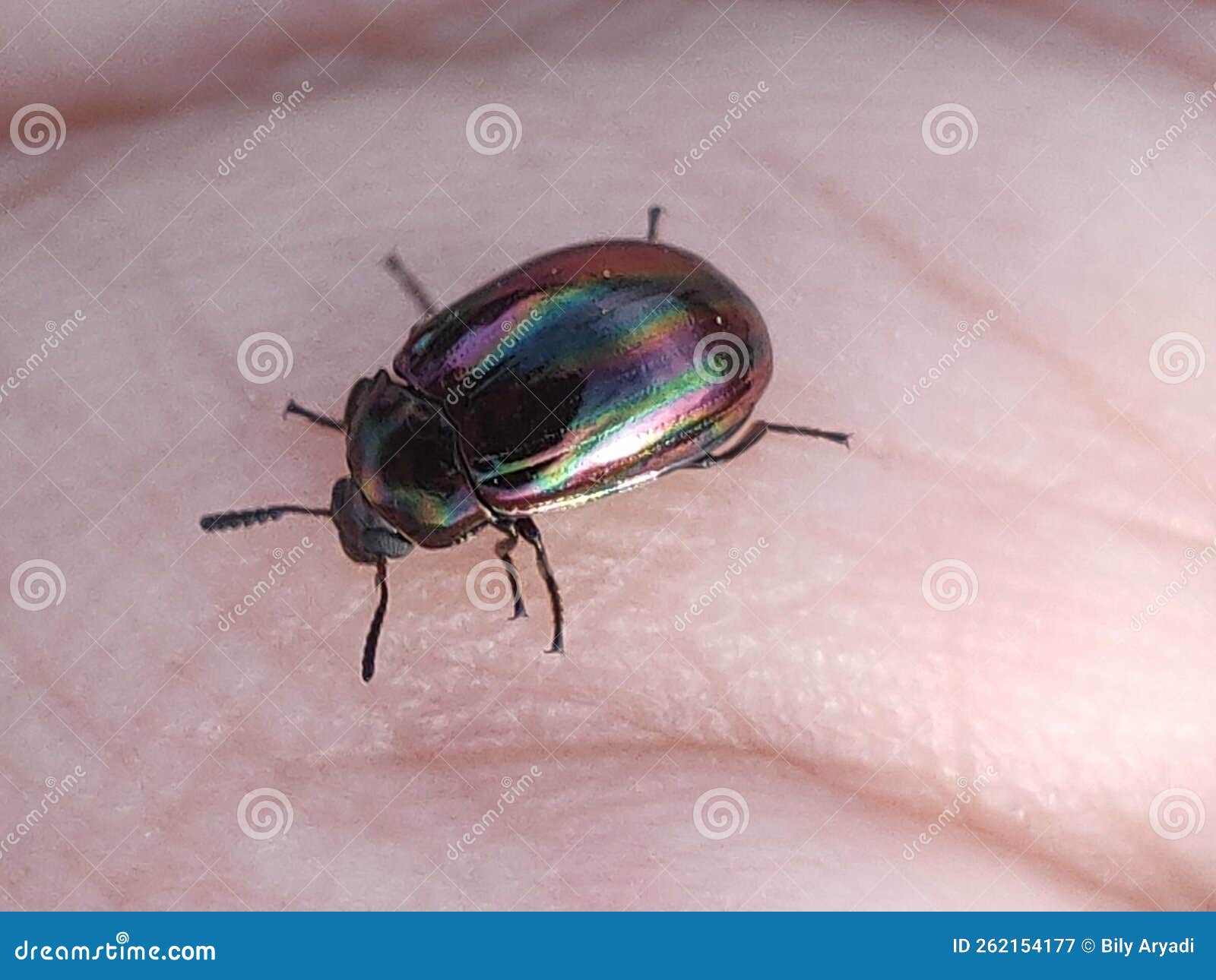 Bumble Bee Rainbow at My Hands Stock Image - Image of hands, white ...