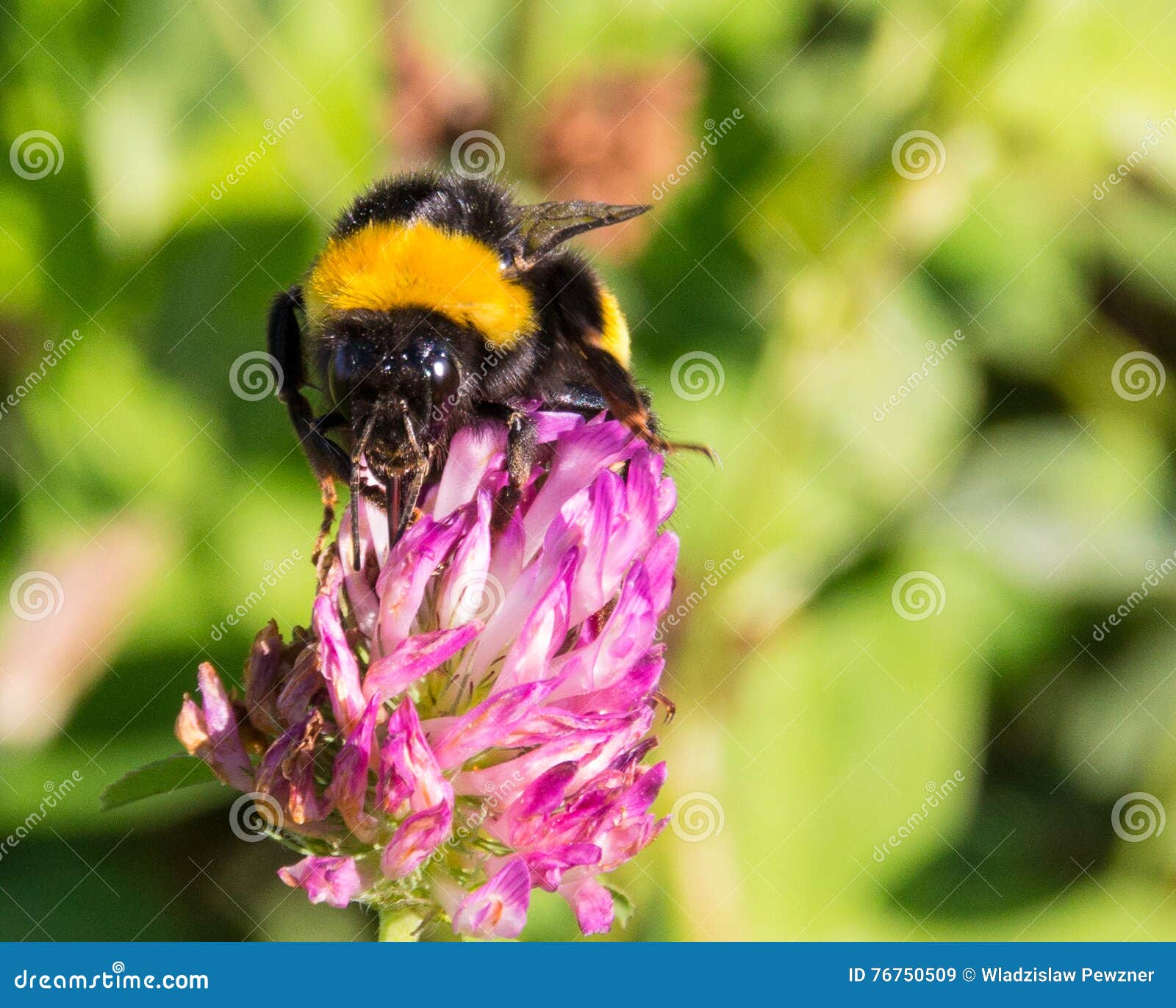 Bumble Bee on a Red Clover Flower Stock Image - Image of bloom, close ...