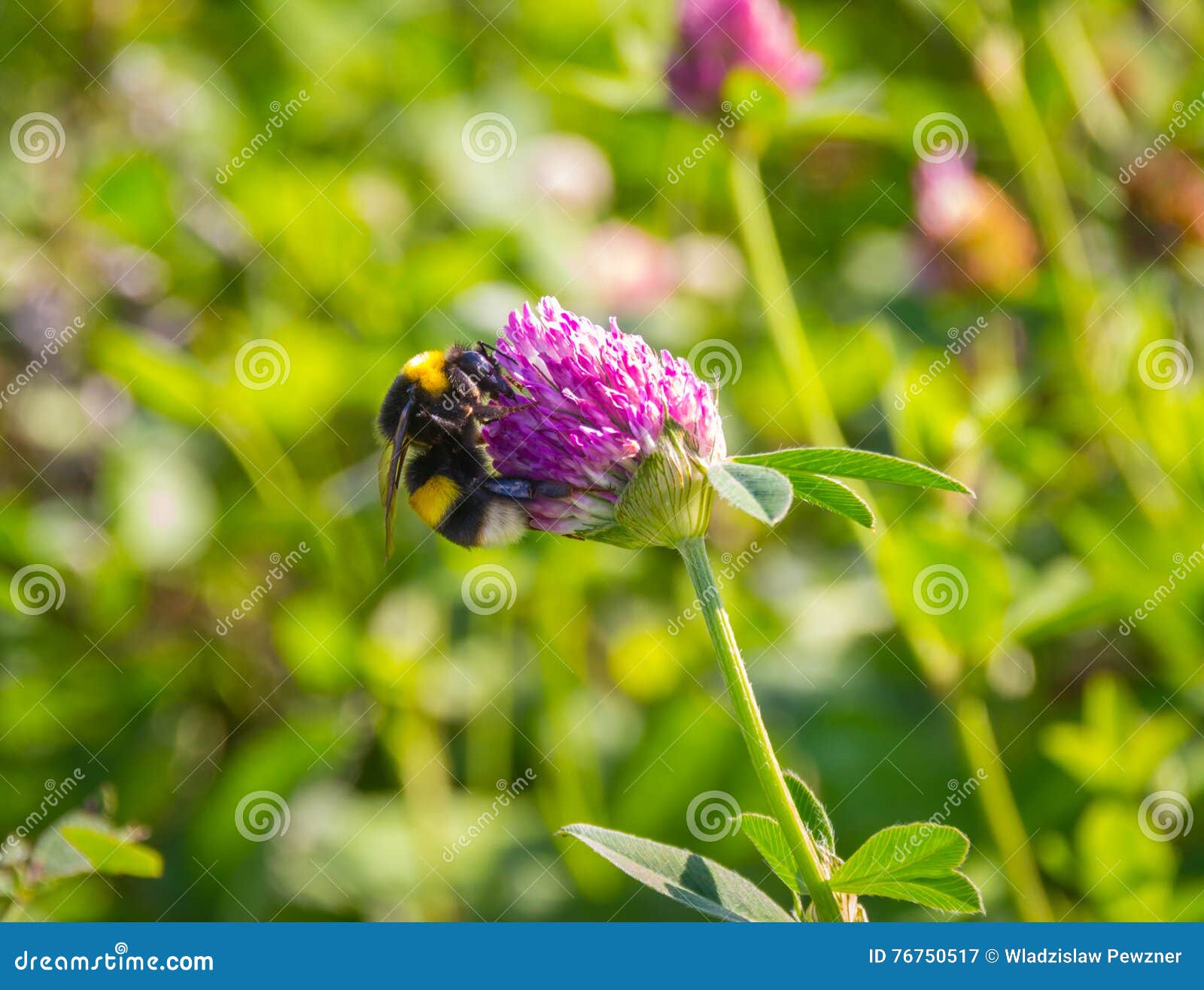 Bumble Bee on a Red Clover Flower Stock Image - Image of bumblebee ...