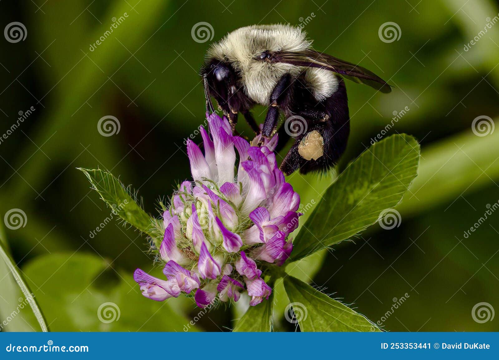 Bumble bee on red clover stock image. Image of nature - 253353441