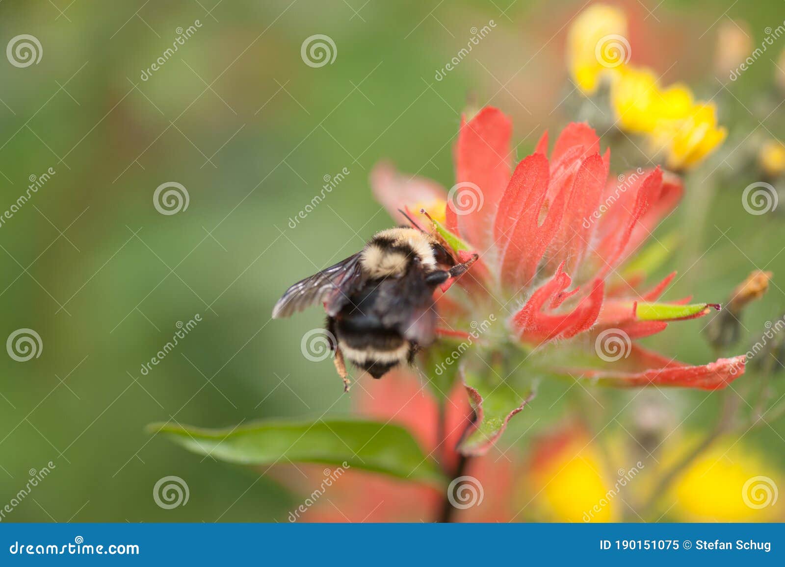 Bumble Bee on Red Paintbrush Stock Image - Image of hawkweed, crawly ...