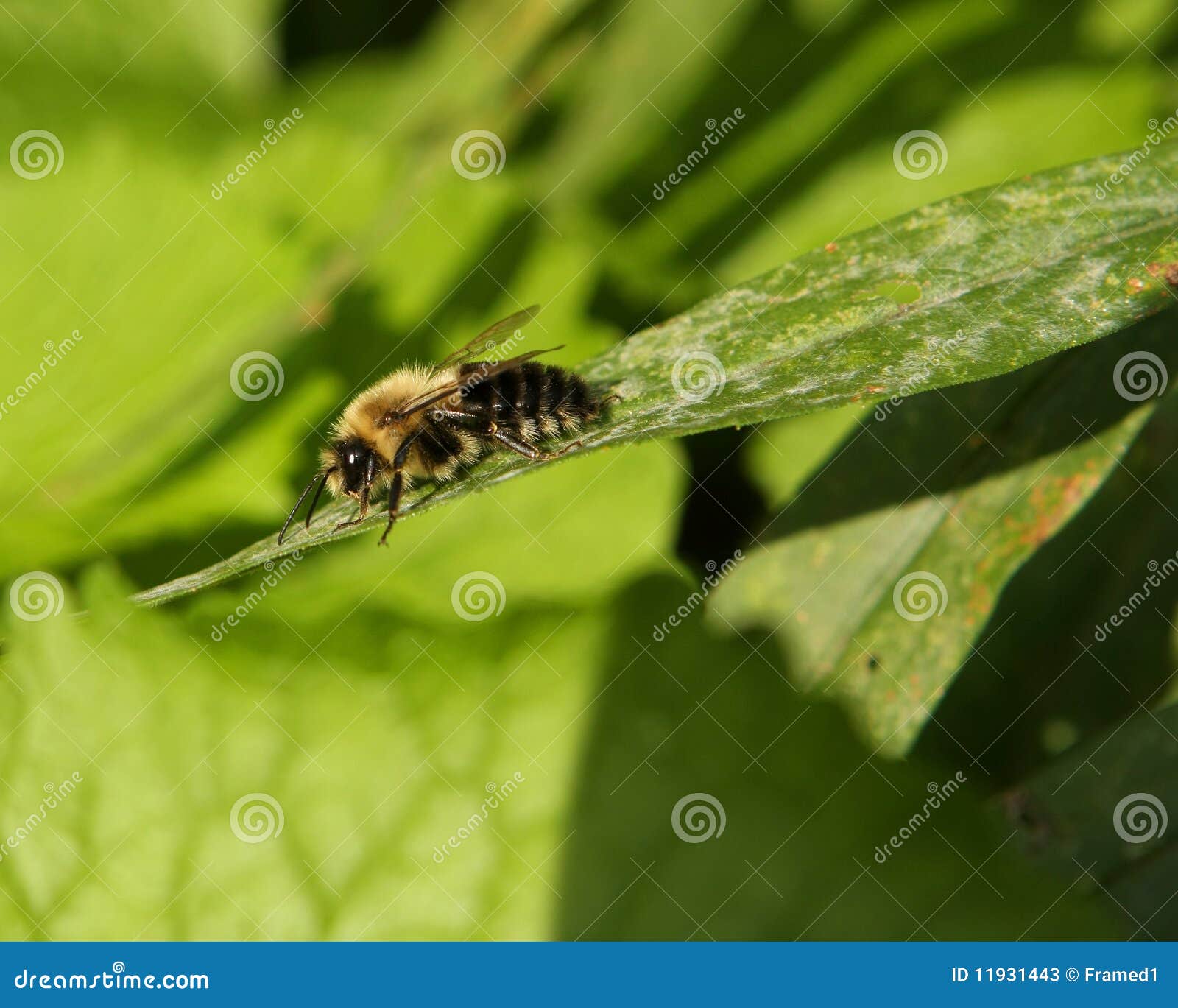 Bumble Bee Resting stock image. Image of bumble, black - 11931443