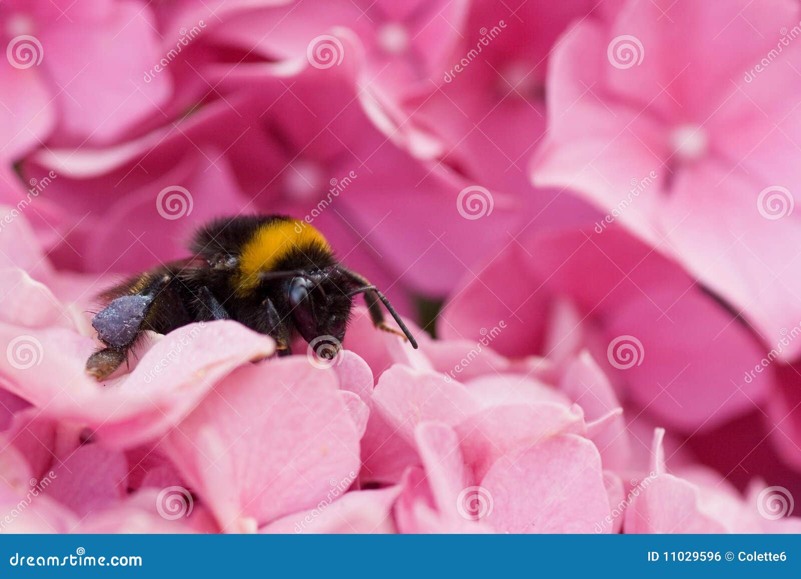 Bumble Bee Resting for a Moment Stock Photo - Image of nature ...