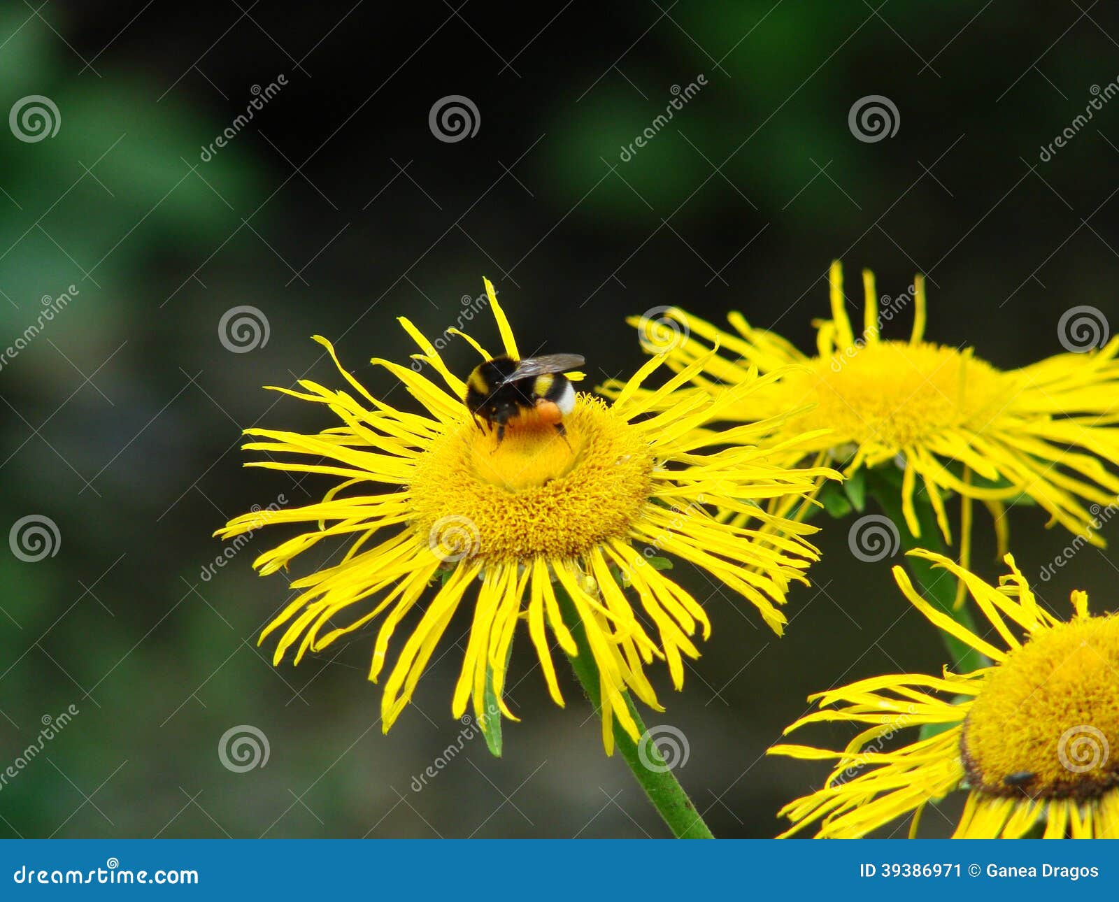 Bumble-Bee stock image. Image of yellow, nature, wildlife - 39386971