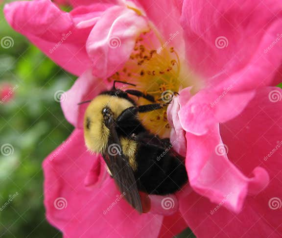 Bumble Bee on the Rose stock photo. Image of rose, colour - 5096072