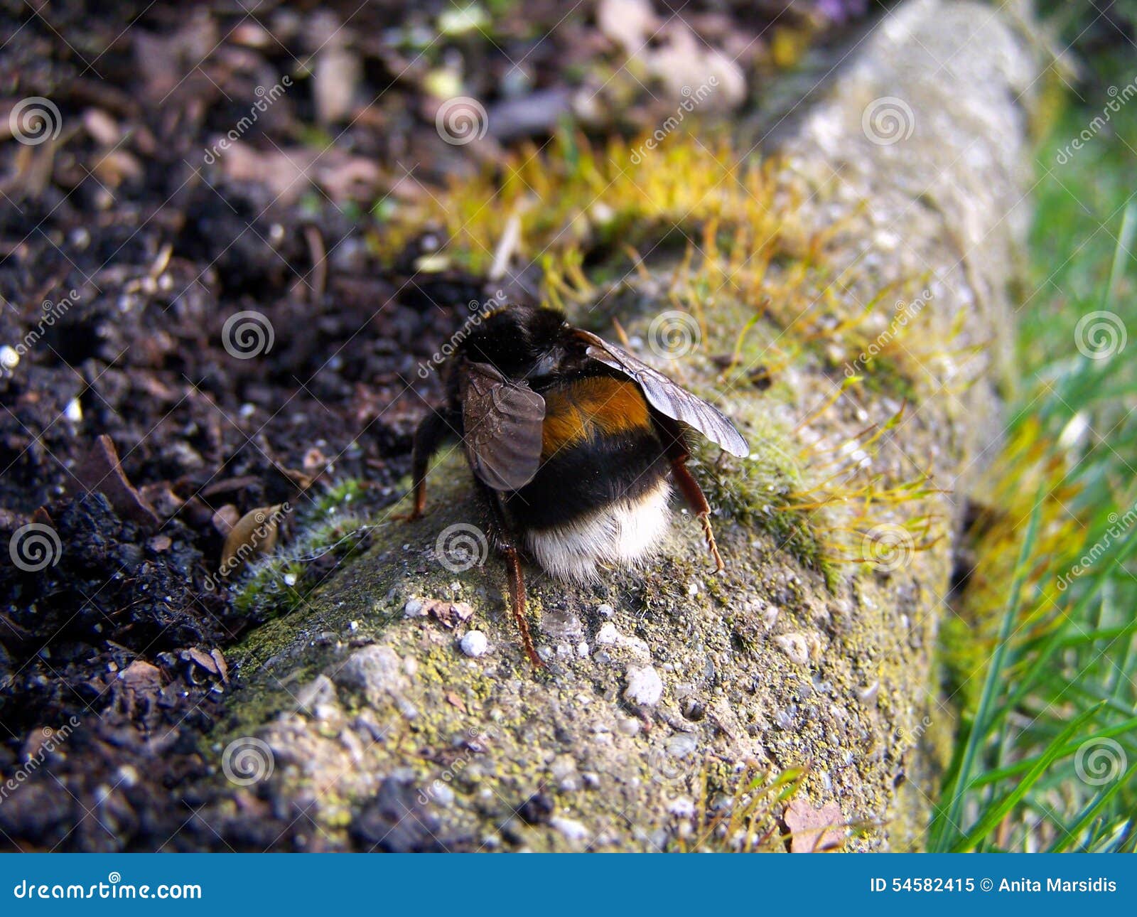 Bumble bee stock image. Image of fluffy, setae, rock - 54582415