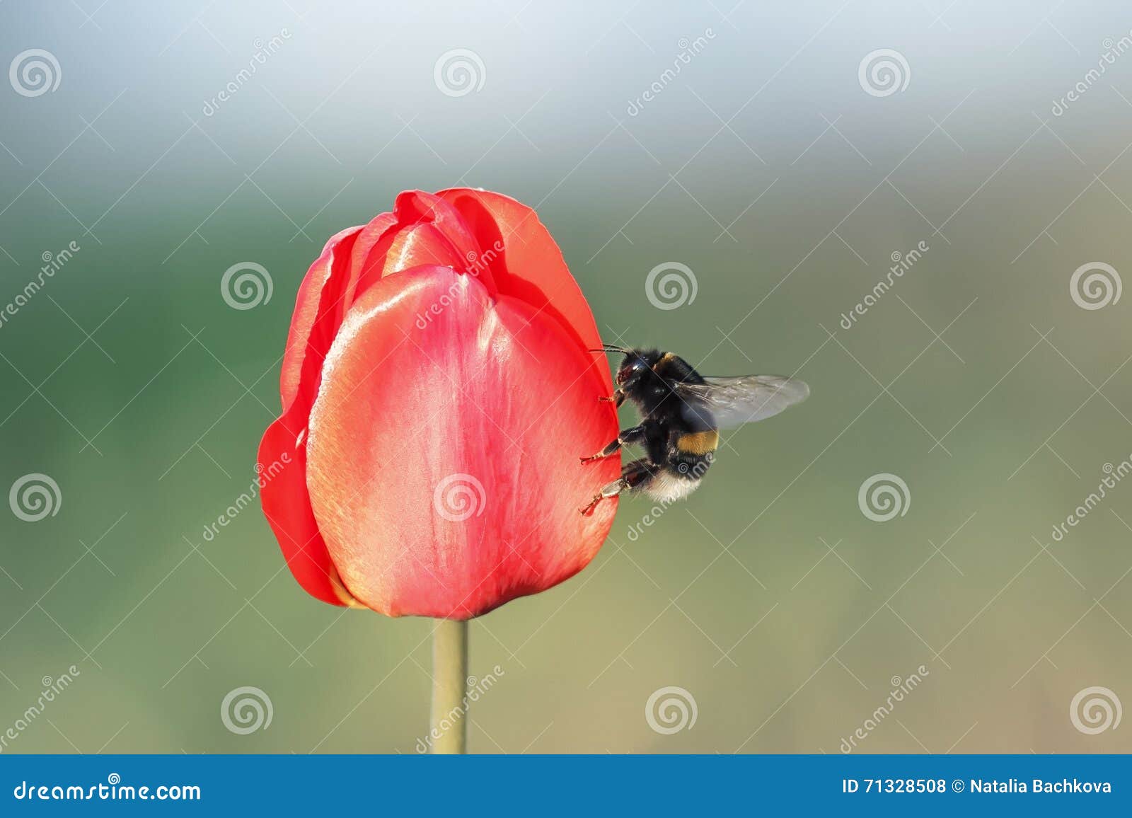 Bumble Bee Sitting on a Bright Red Bud of Tulip Stock Photo - Image of ...