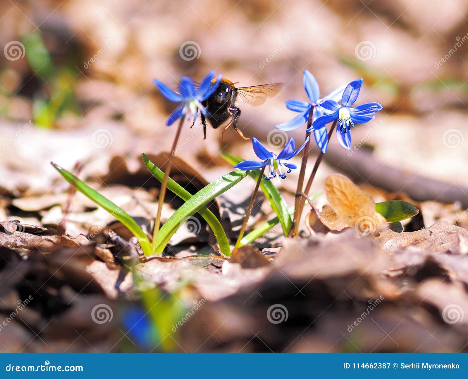 Bumble Bee at Snowdrops at Spring Stock Image - Image of animal ...