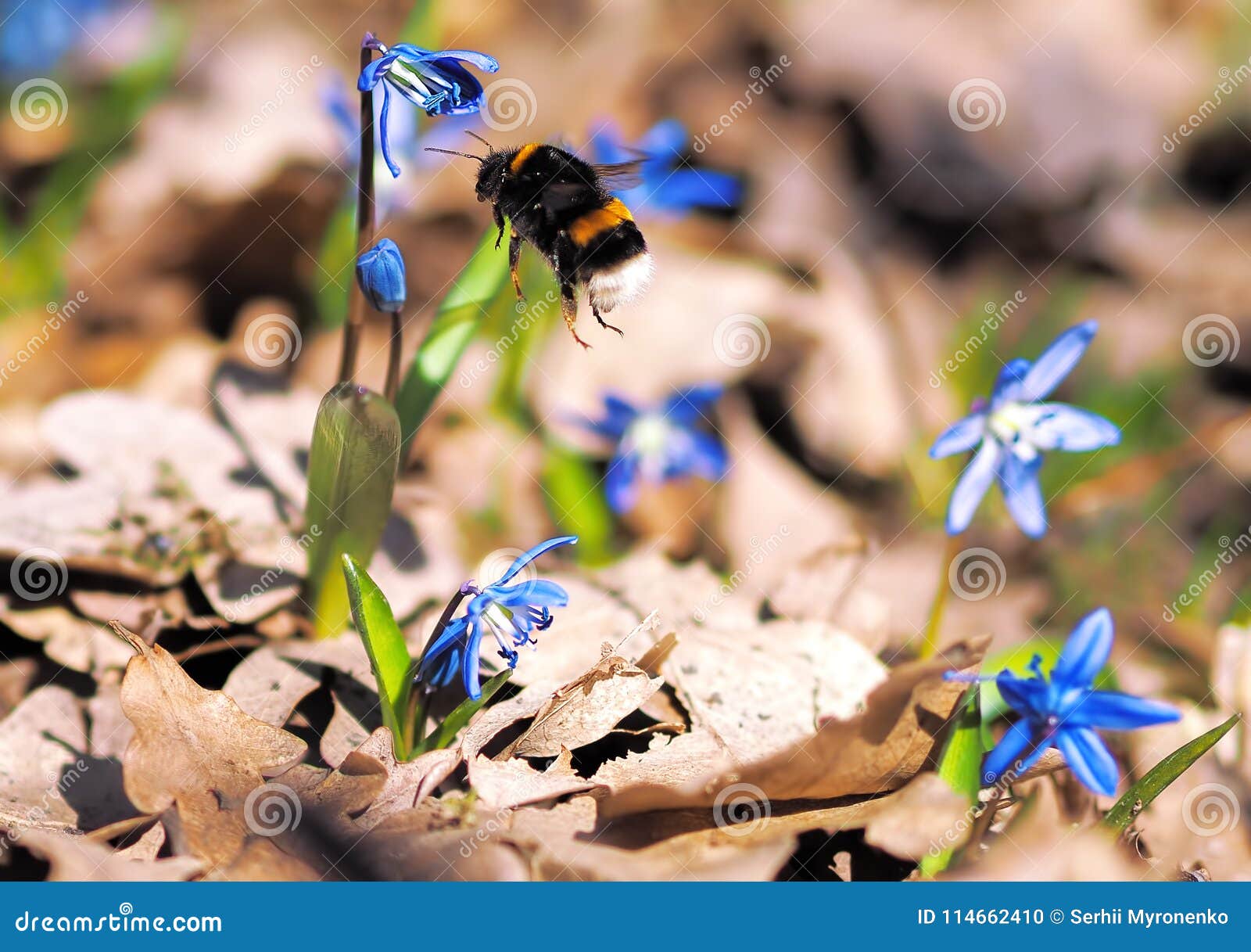Bumble Bee at Snowdrops at Spring Stock Photo - Image of nectar, animal ...