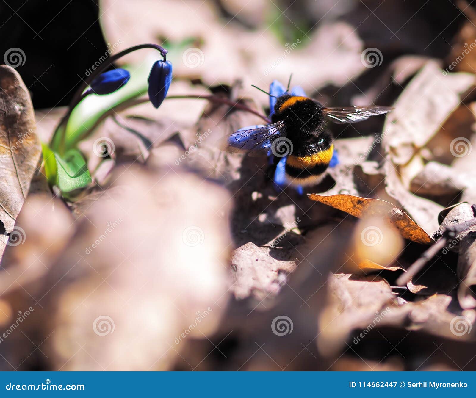 Bumble Bee at Snowdrops at Spring Stock Image - Image of macro, garden ...