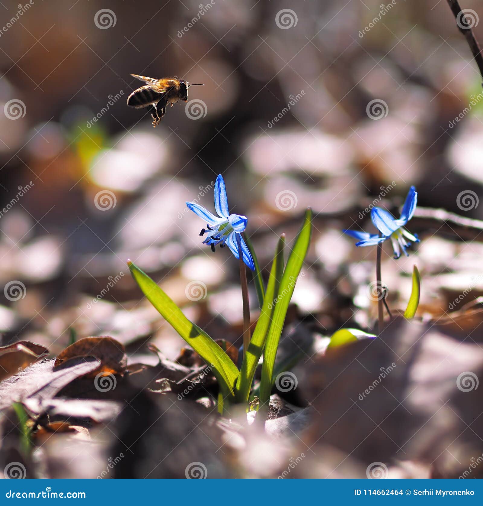 Bumble Bee at Snowdrops at Spring Stock Photo - Image of bumble ...