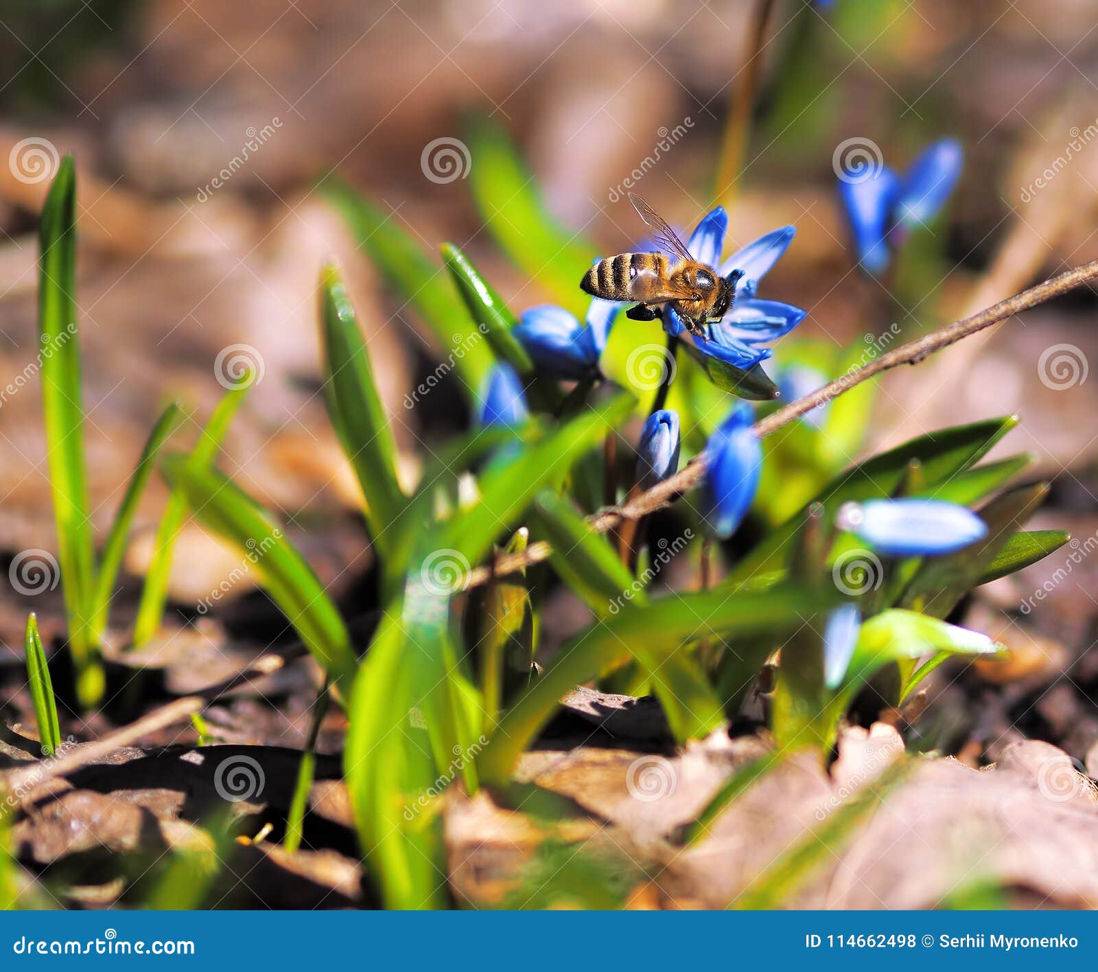 Bumble Bee at Snowdrops at Spring Stock Photo - Image of bombus, flying ...