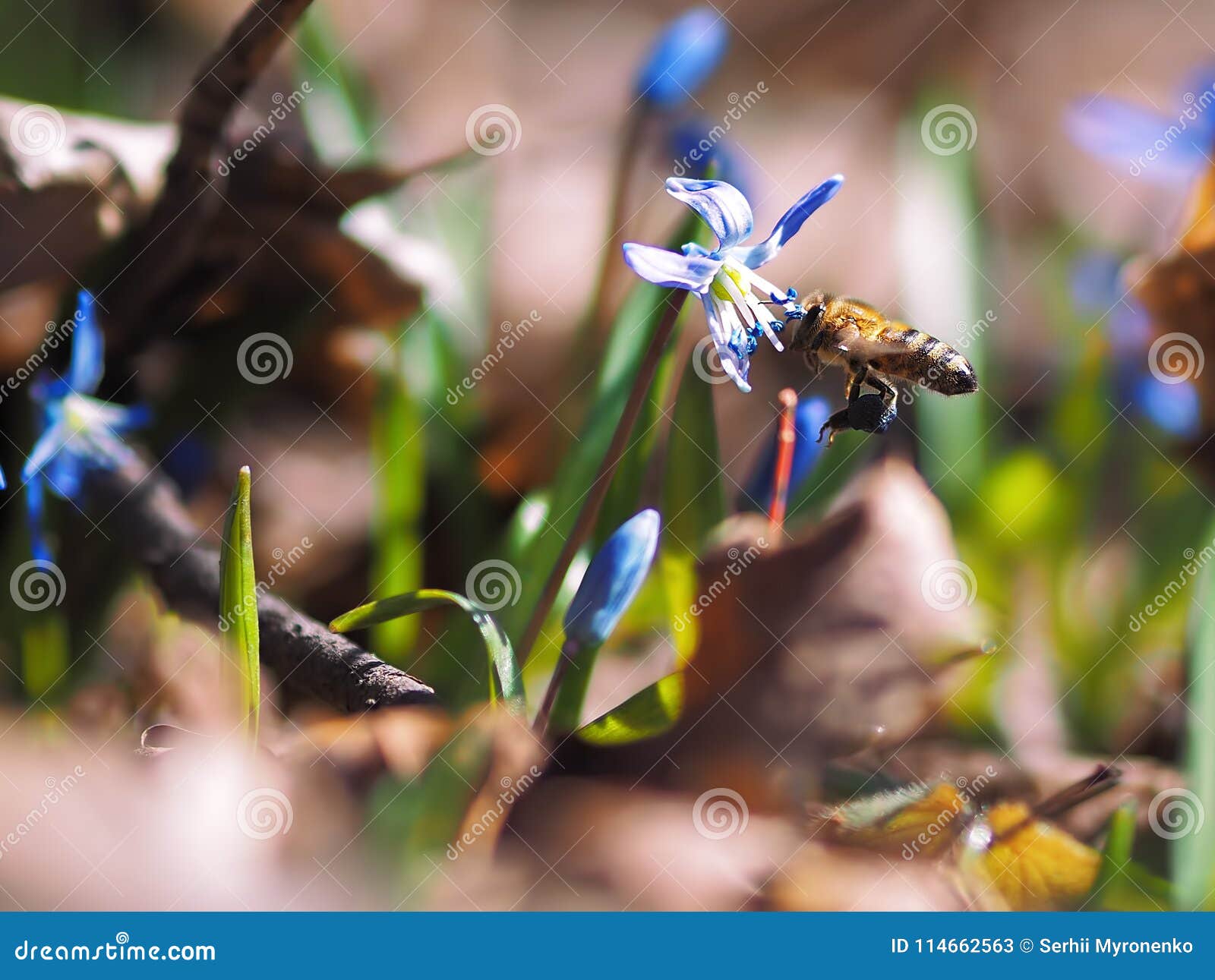 Bumble Bee at Snowdrops at Spring Stock Image - Image of animal ...