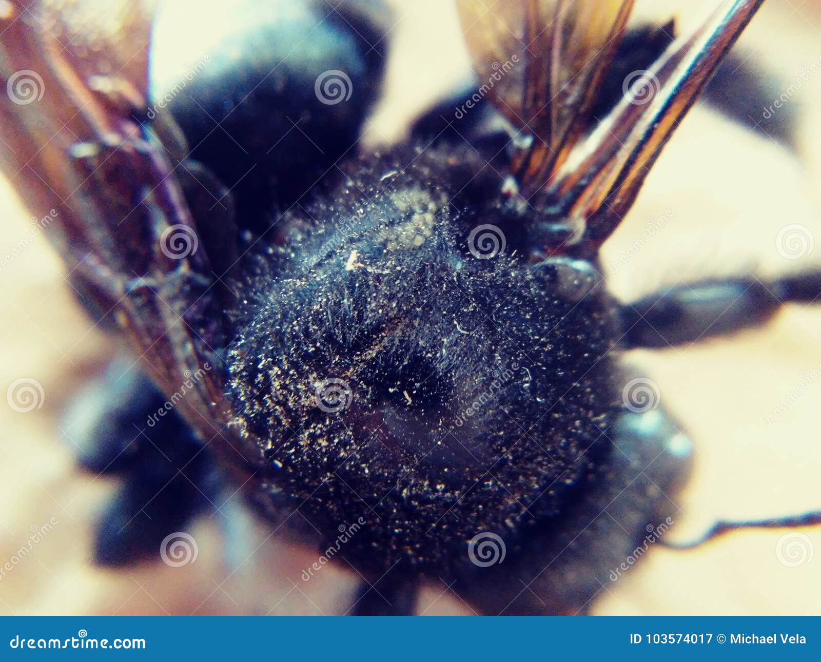 Insects Bumble Bee. Wings stock image. Image of insects - 103574017