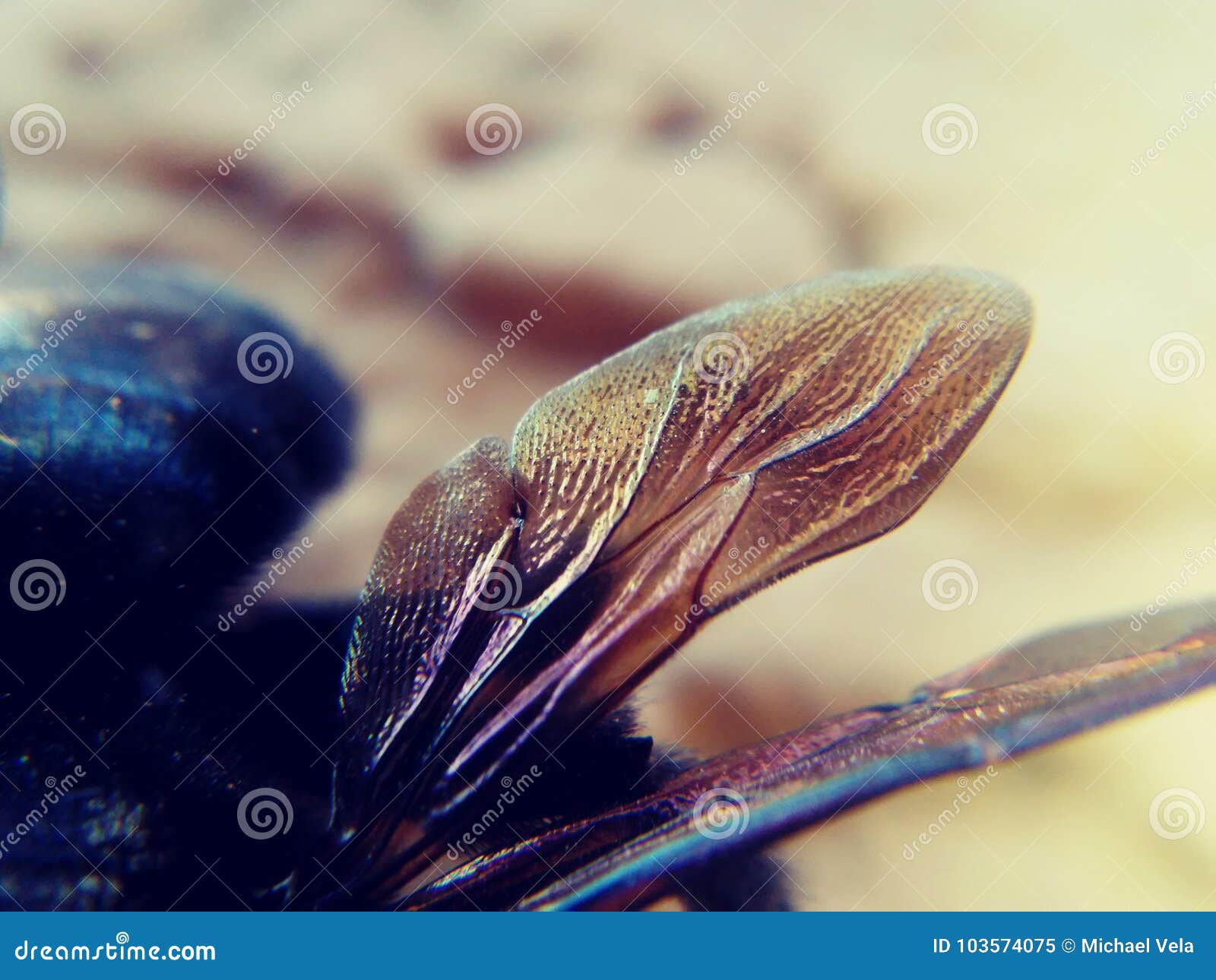 Insects Bumble Bee. Wings stock image. Image of feather - 103574075