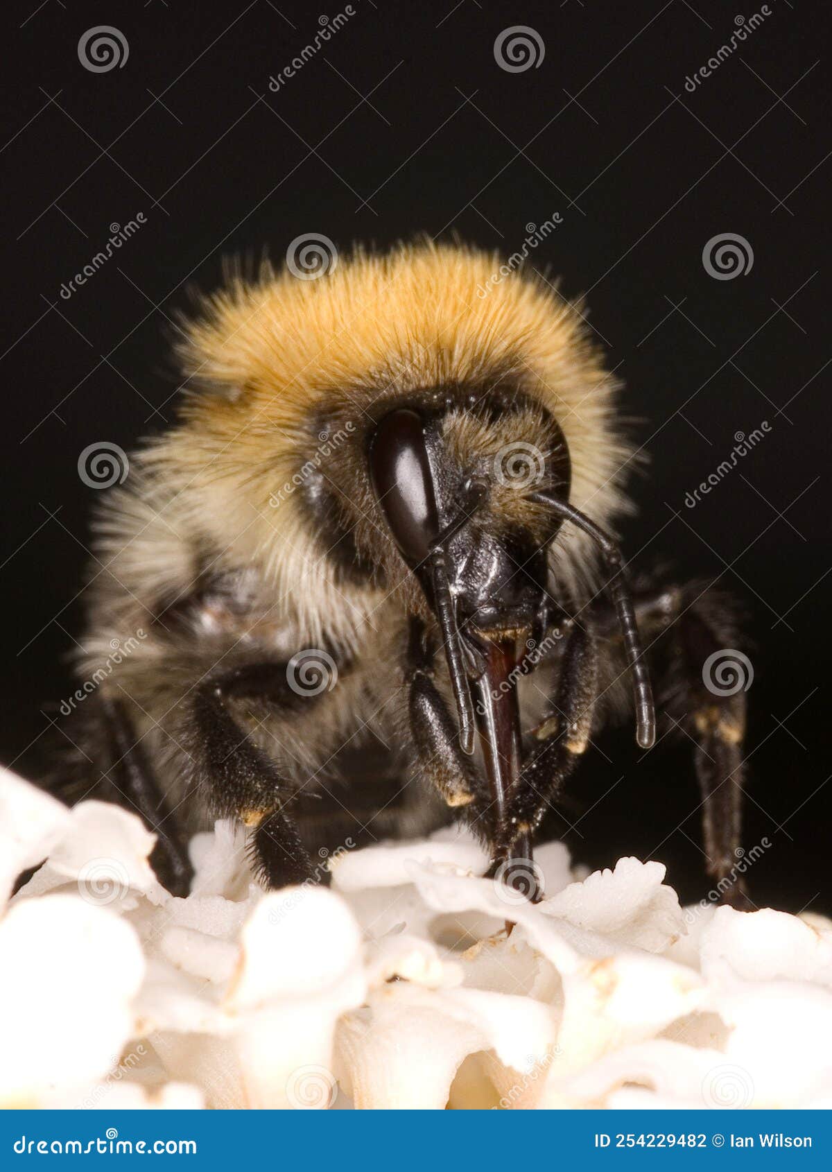Bumble Bee on White Buddleia Flower Macro Stock Photo - Image of drink ...