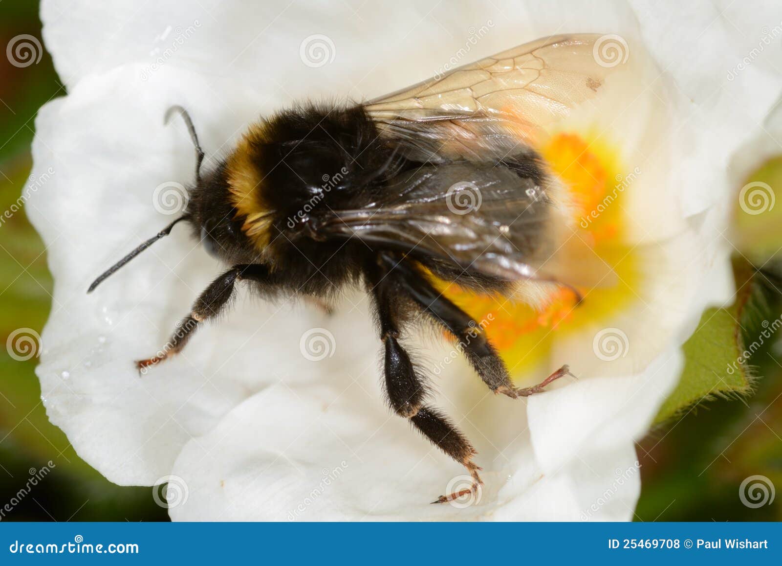 Bumble bee on white flower stock photo. Image of wing - 25469708
