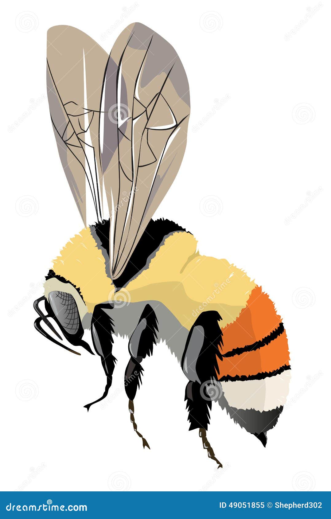 Bumble Bee Wing Stock Illustrations – 7,999 Bumble Bee Wing Stock ...