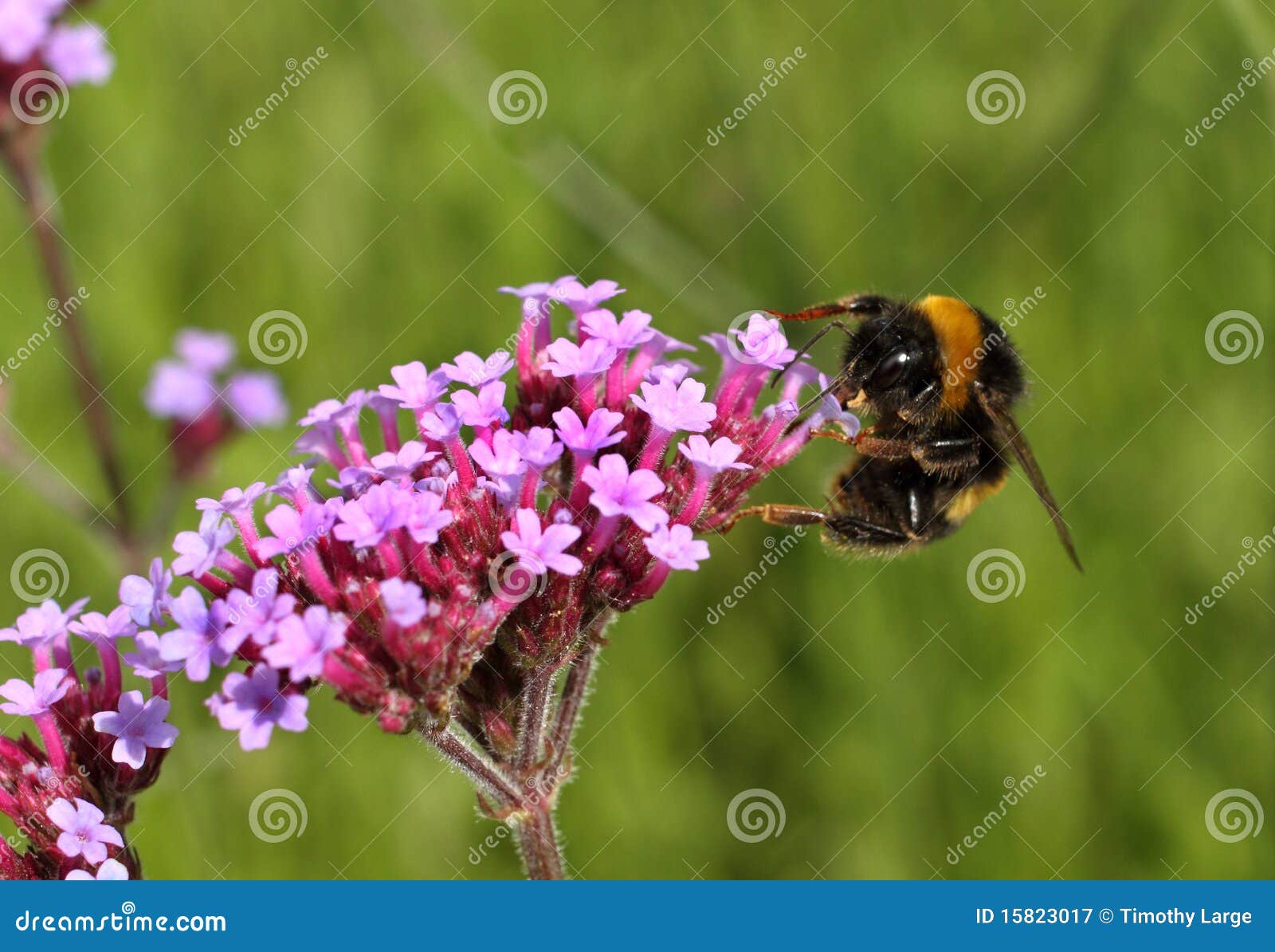 Bumble bee at work stock image. Image of bumble, nectar - 15823017