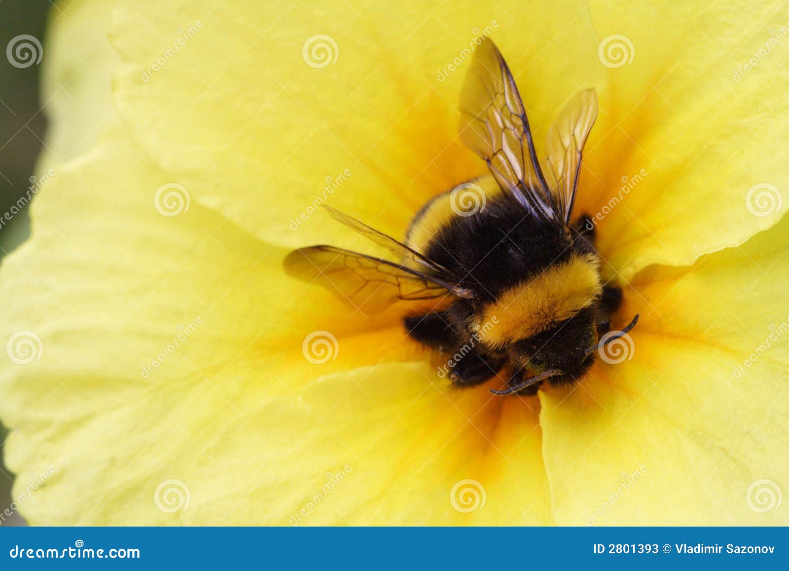 Bumble bee on yellow stock image. Image of summer, whimsical - 2801393