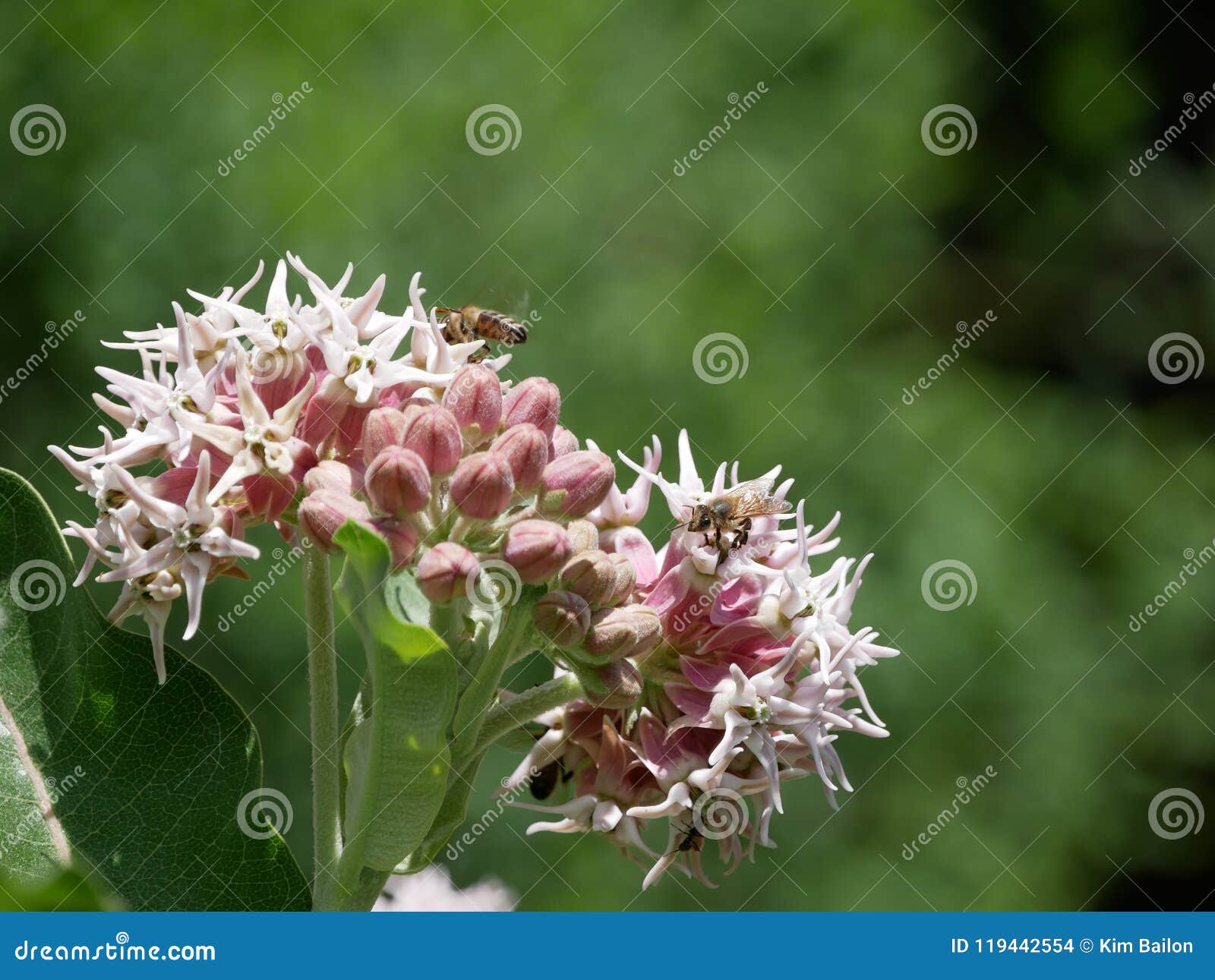 Bumble Bees on Flowers stock photo. Image of petal, desktop - 119442554